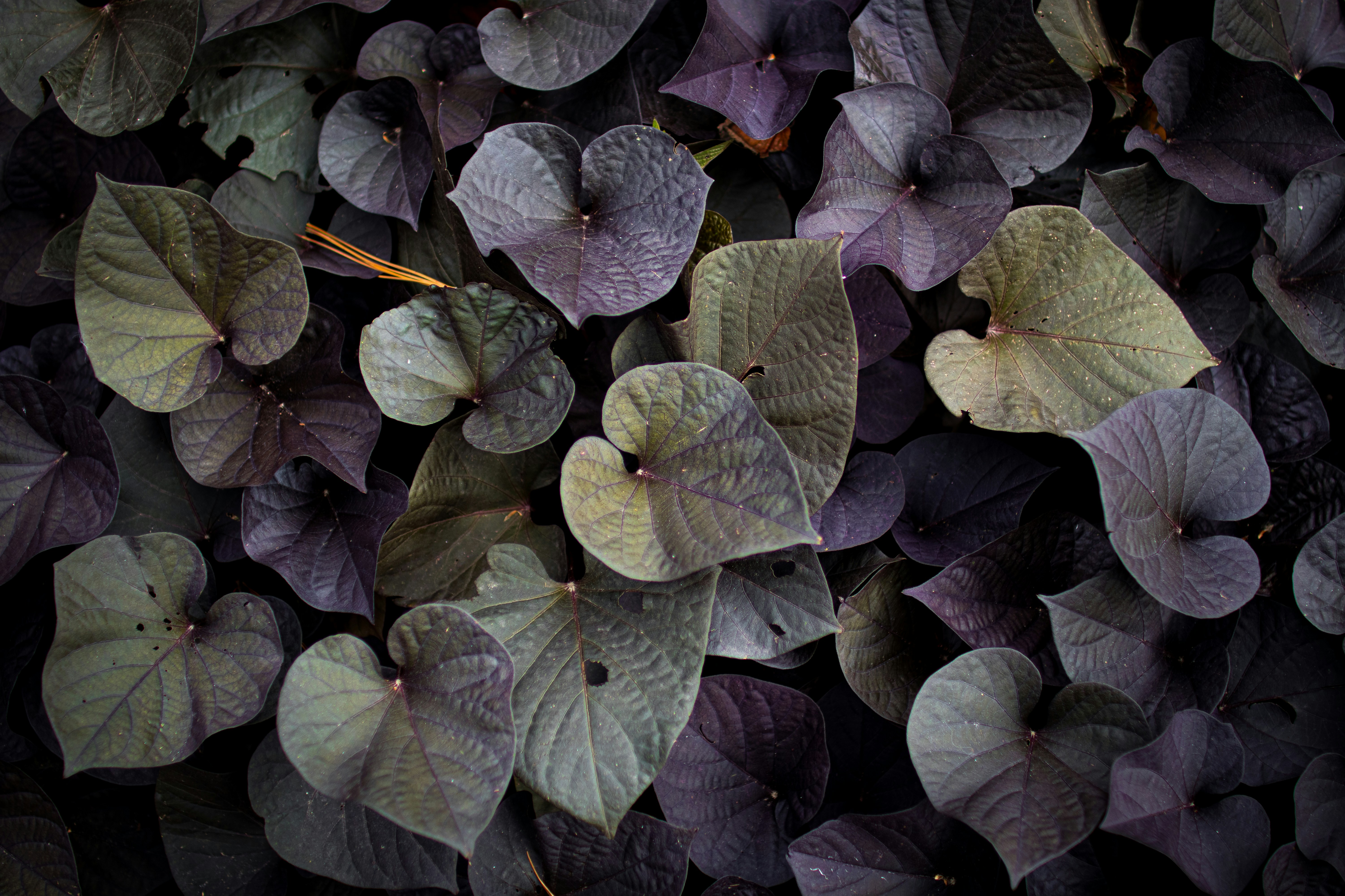Veins of Velvet: A Close-Up of Heart-Shaped Leaves in Twilight Tones