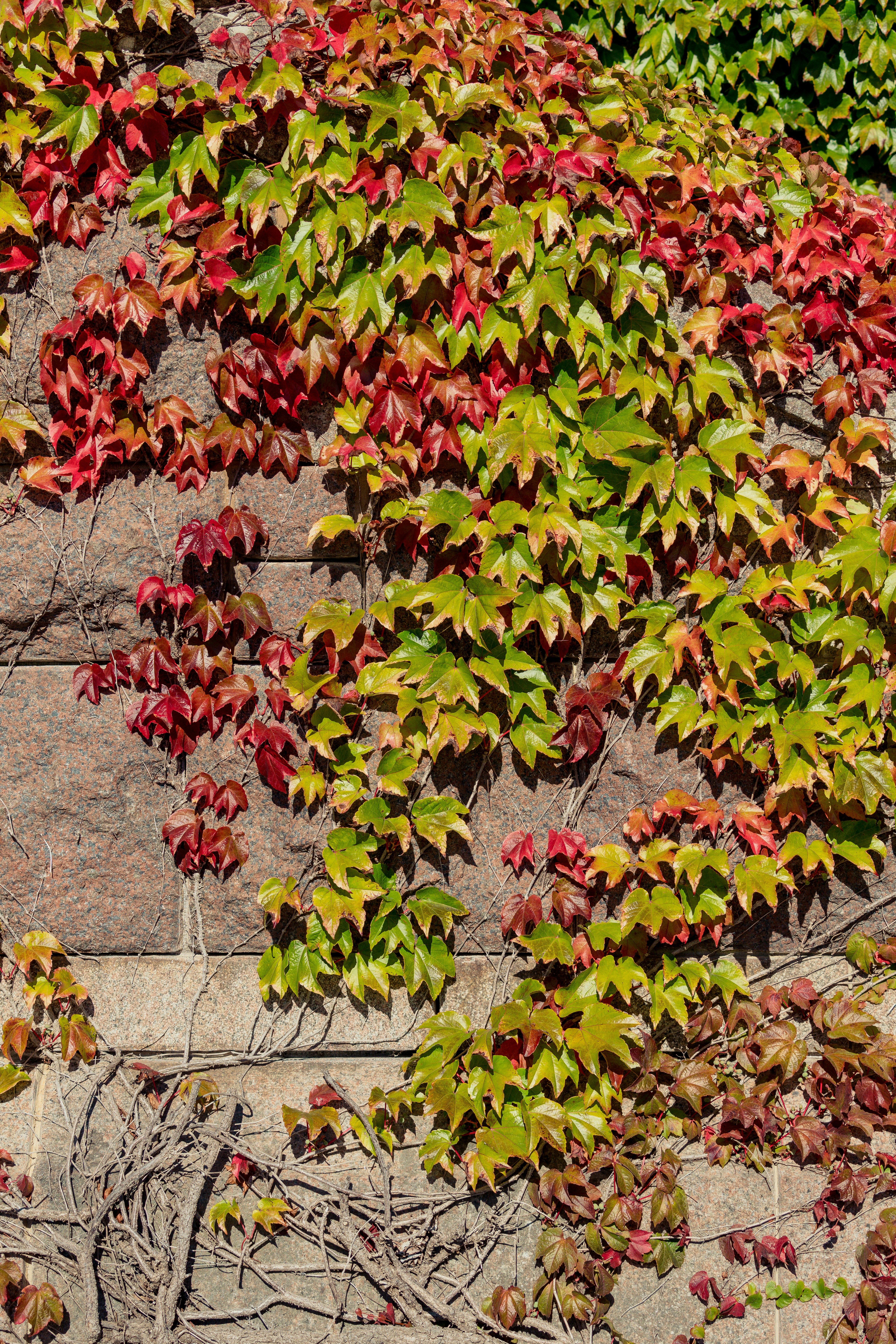 Un buisson aux feuilles rouges photo – Photo Lierre sur le mur Gratuite ...