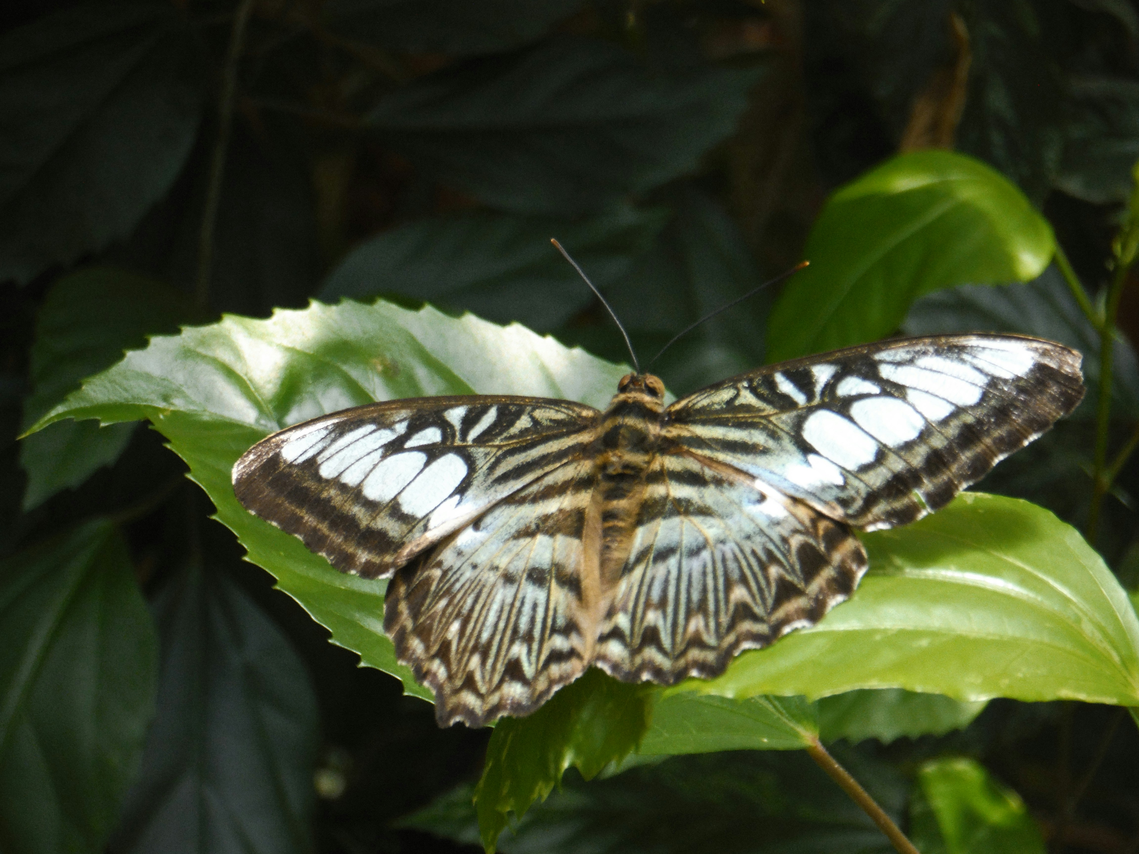 Key West Butterfly & Nature Conservatory