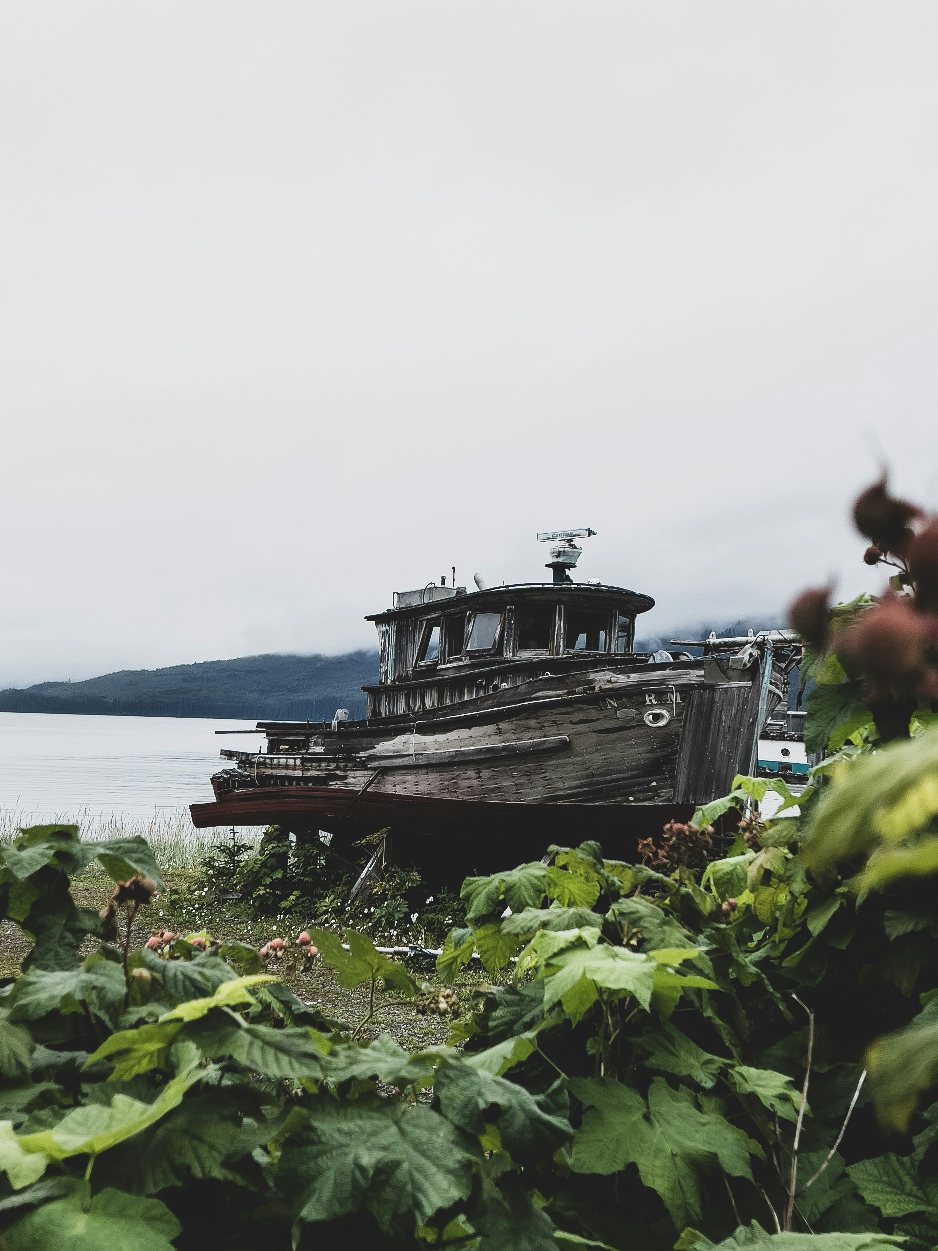 Weathered Ark by the Shore: A Boat Resting Among Green Vines