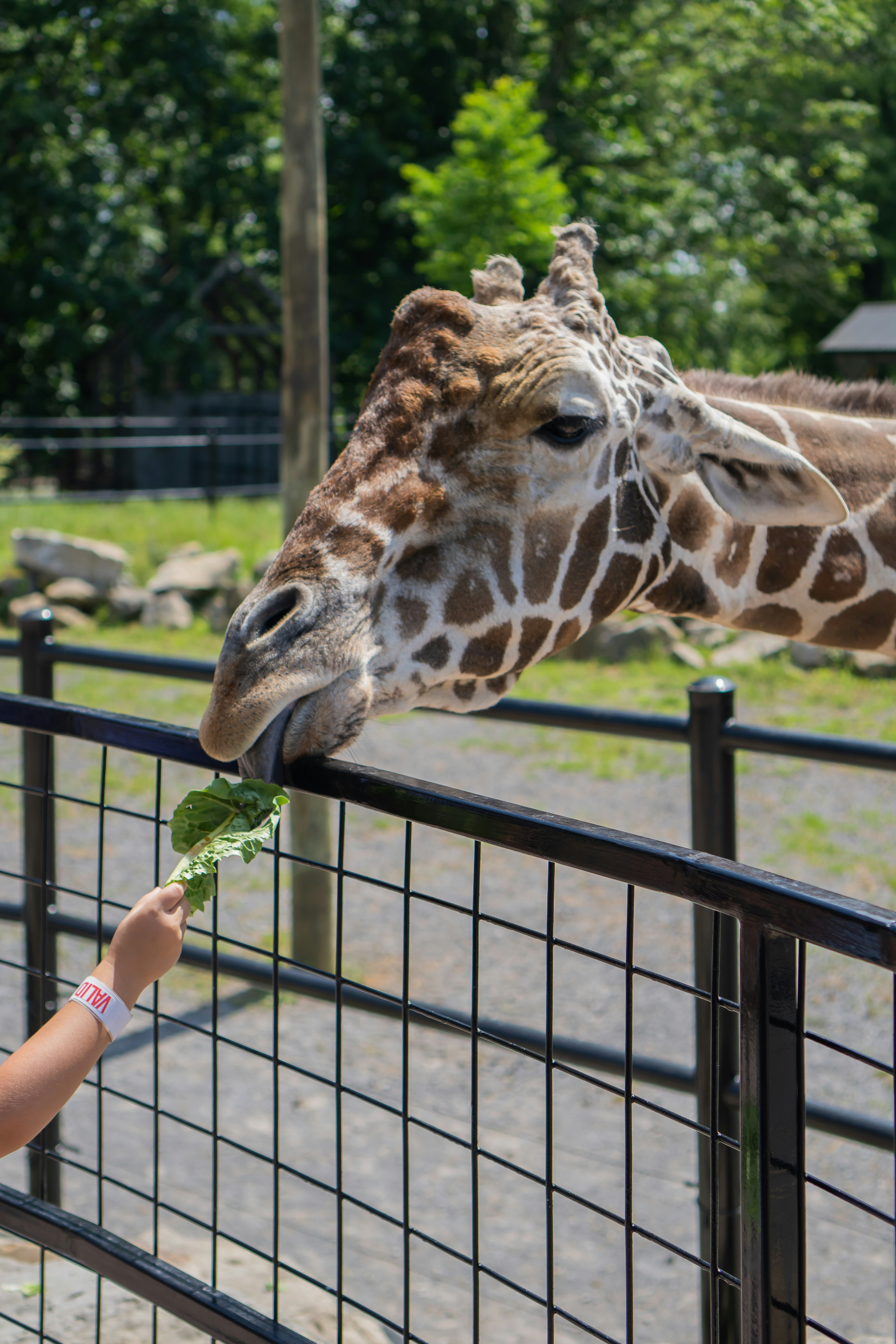 Leaf Exchange at the Barrier: A Giraffe's Curious Reach