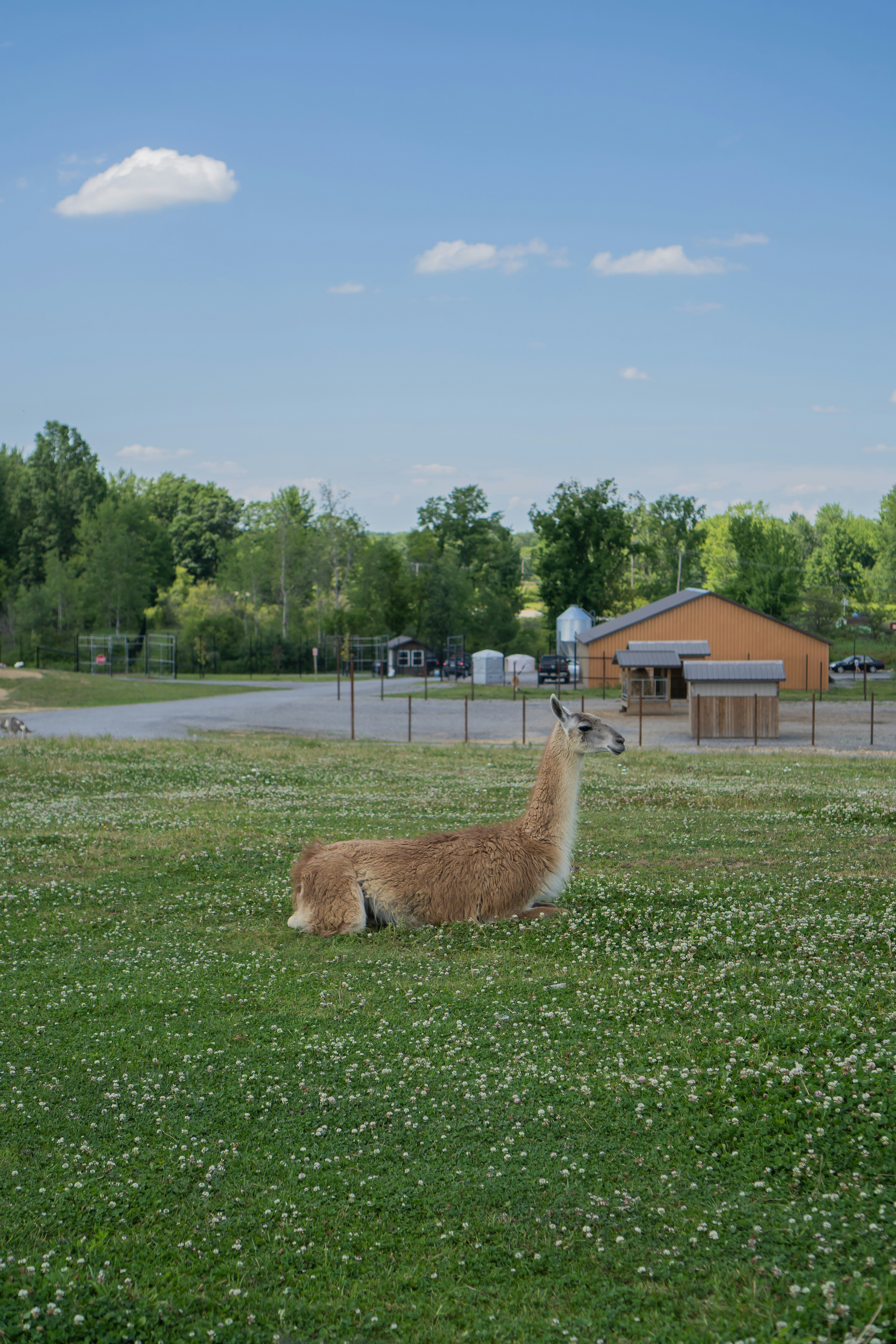 A llama in a field photo – Free Animal Image on Unsplash