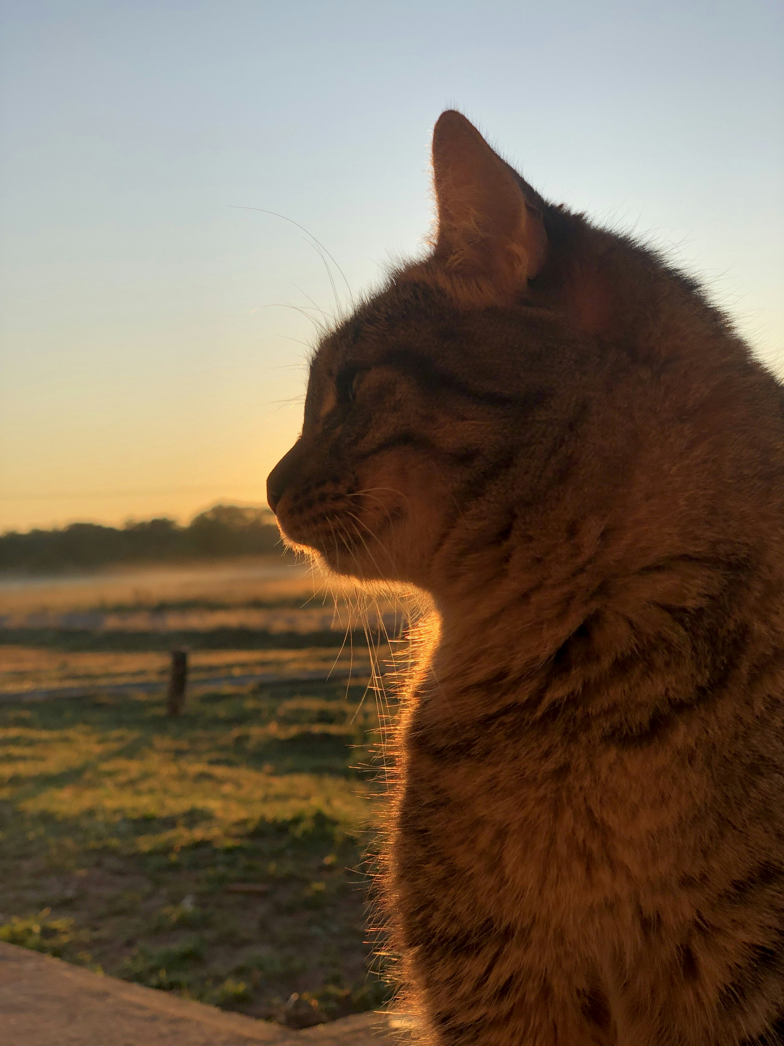 Golden Hour Profile: A Tabby in Quiet Light