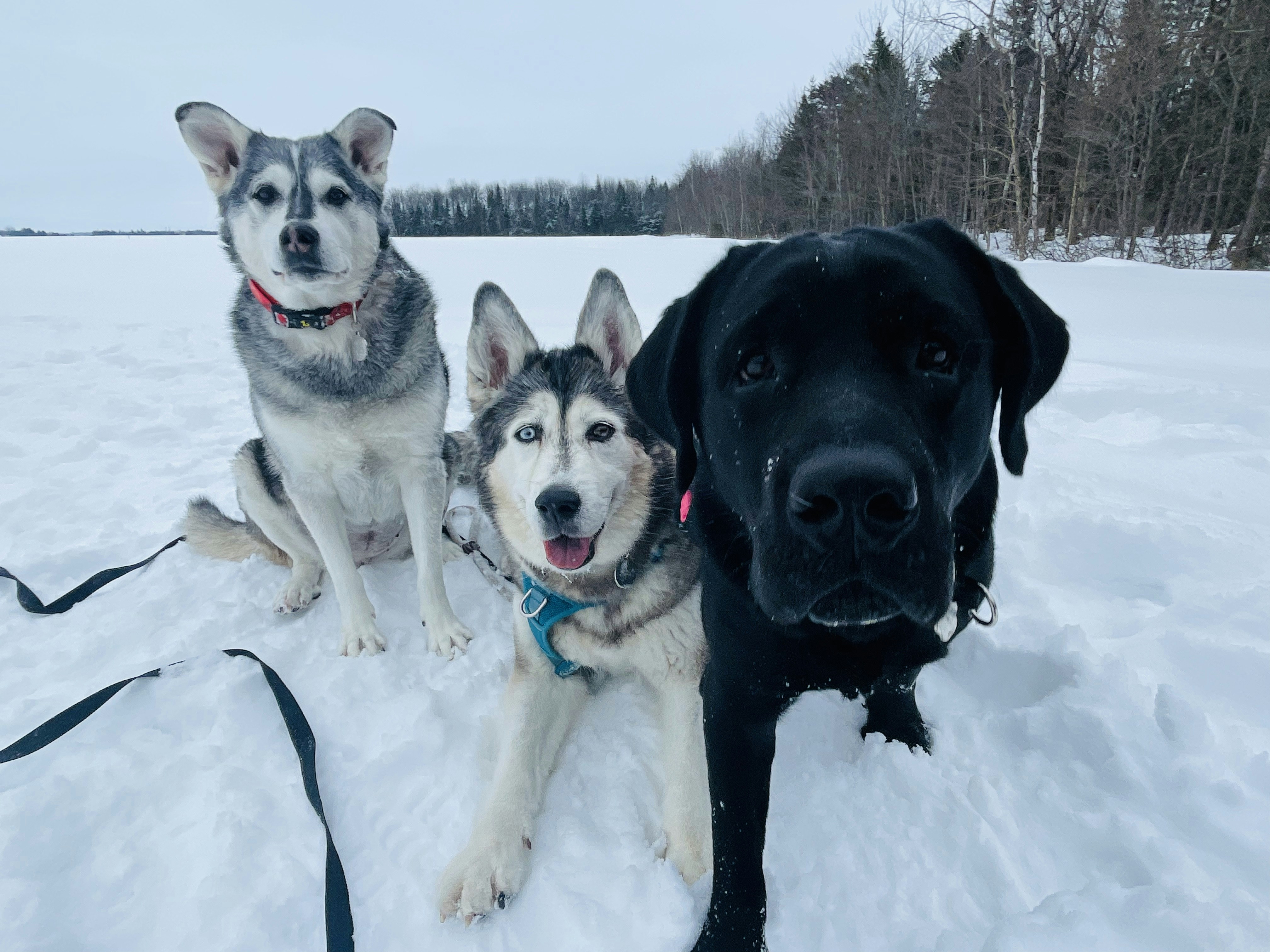 A group of dogs in the snow photo – Free Dog Image on Unsplash