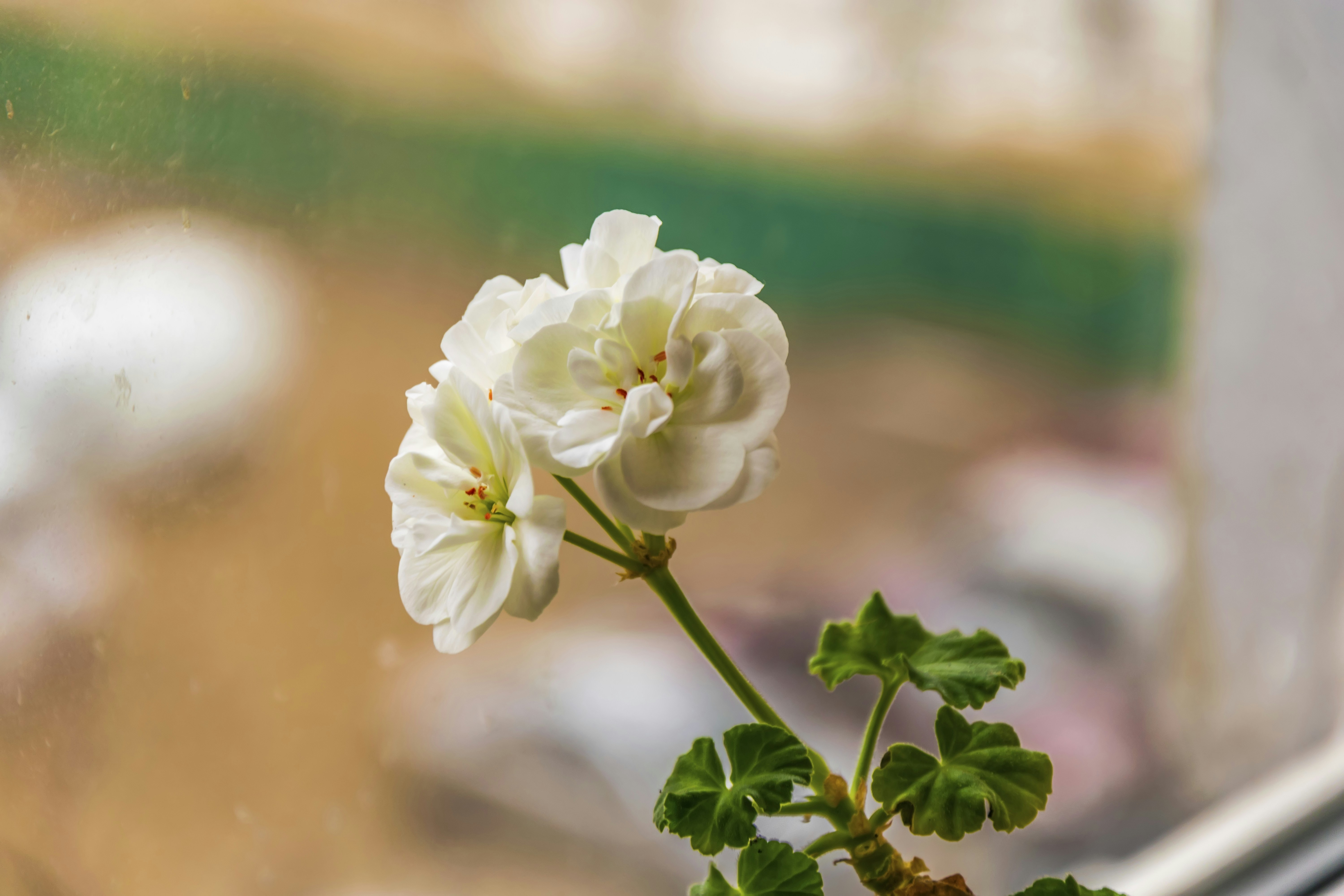 Glassbound Bloom: White Geranium on a Windowpane