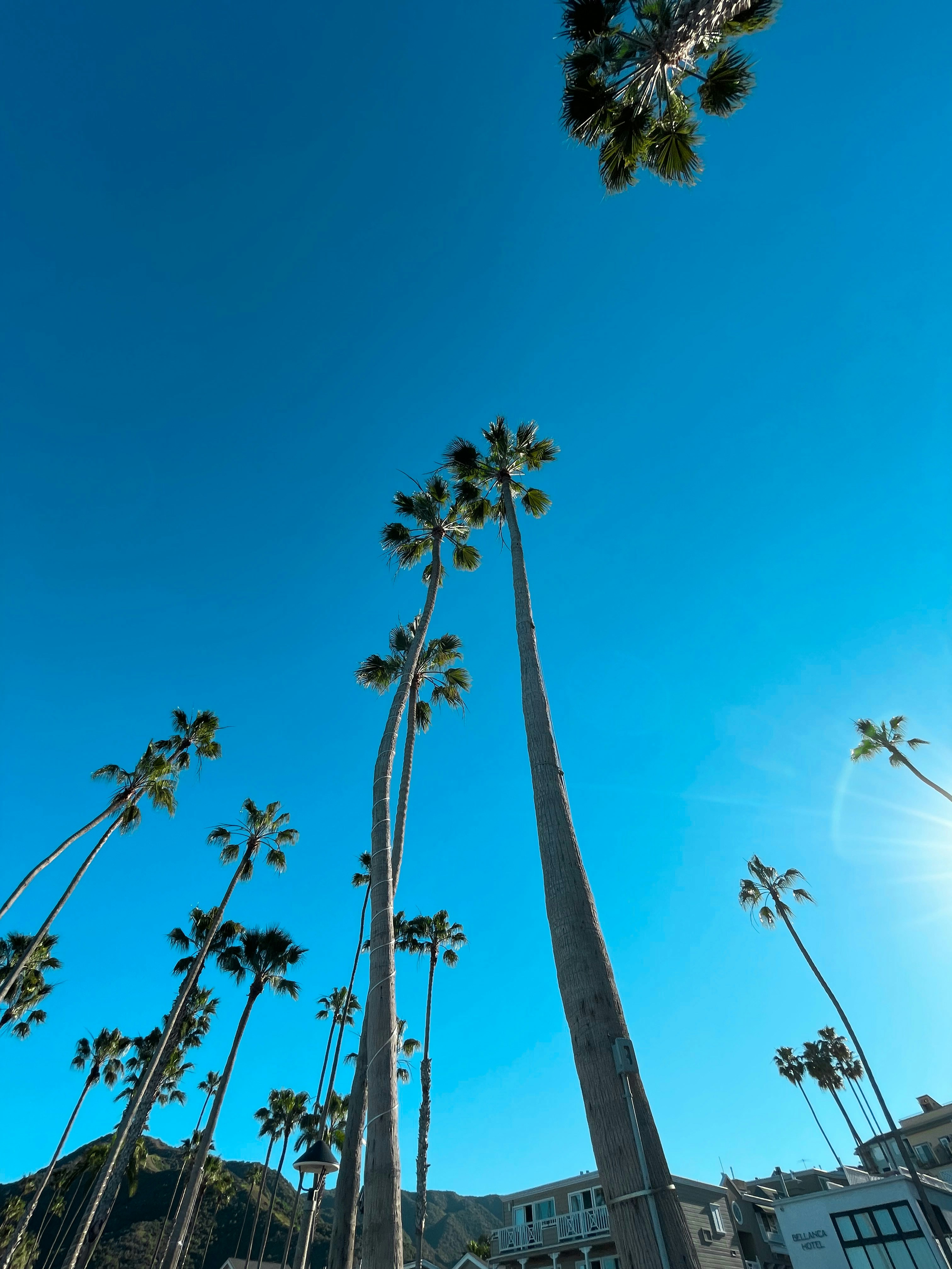 Vertical Symphony of Palm Trees Against a Clear Sky