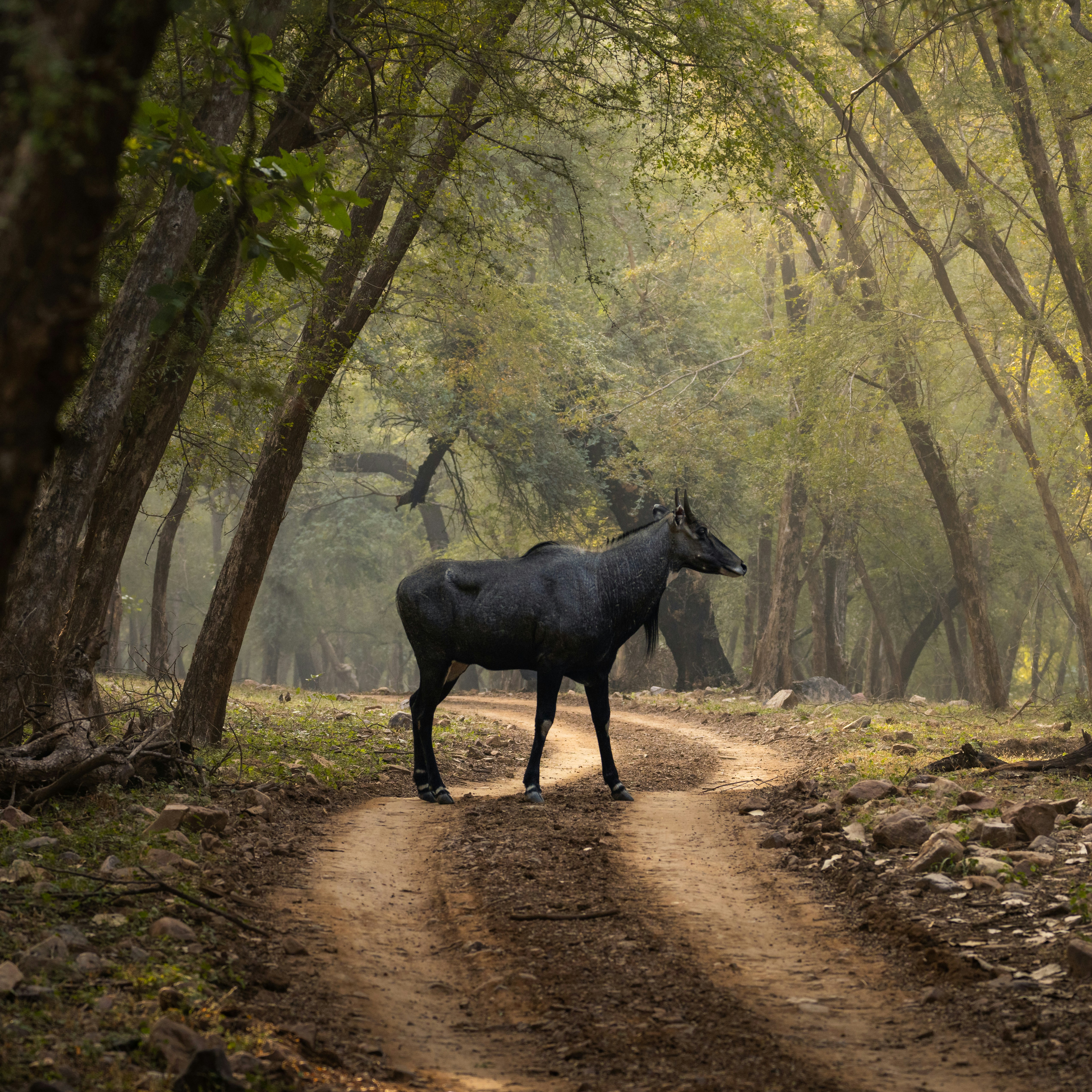 Neelgai, Blue Antelope in moody jungle light, Ranthambore National forestAbhi Verma