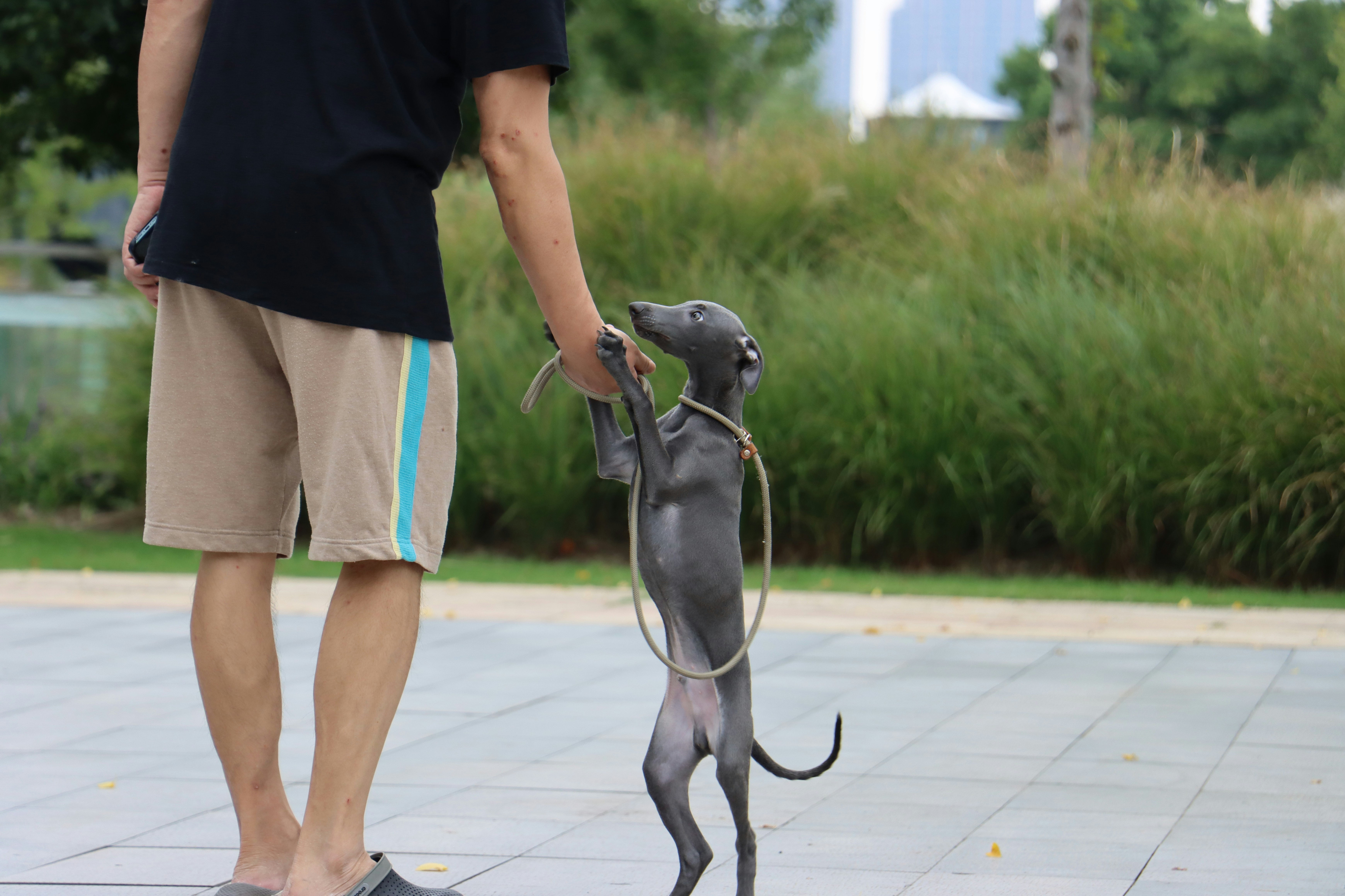 Handshake Across the Park: A Small Dog Reaches Up