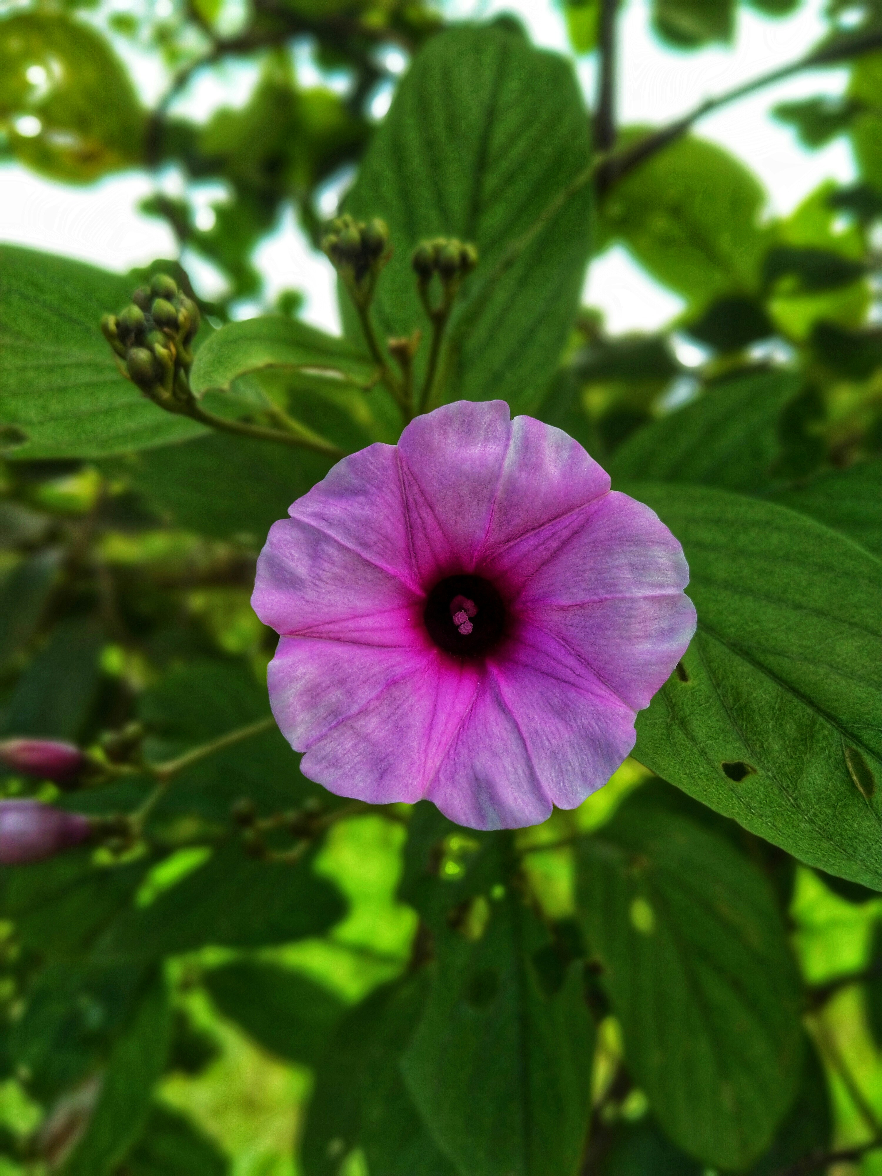 Pink flower with a dark center surrounded by lush green foliage.