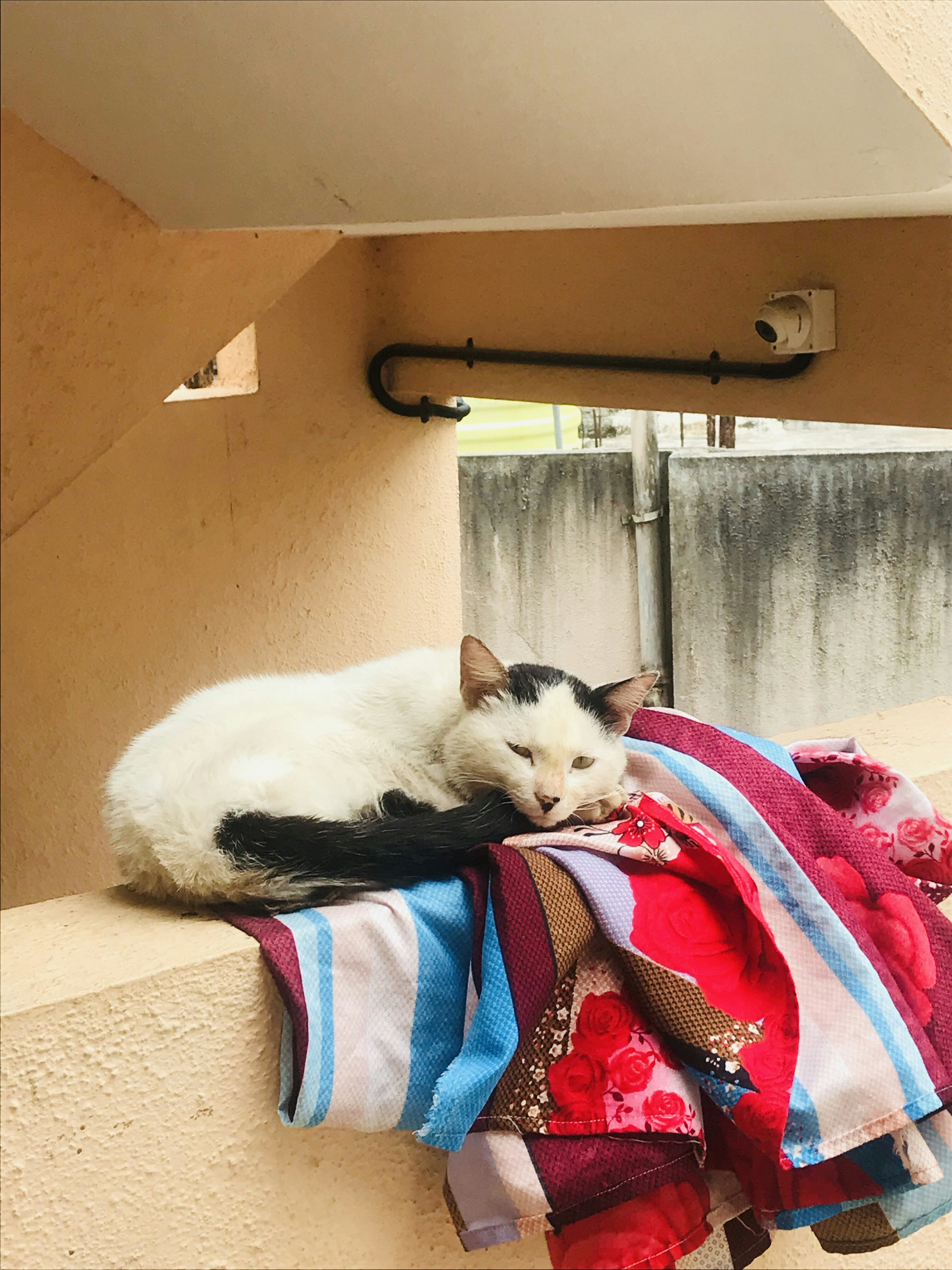 Patchwork Doze: White Cat Lounges on a Colorful Ledge Blanket
