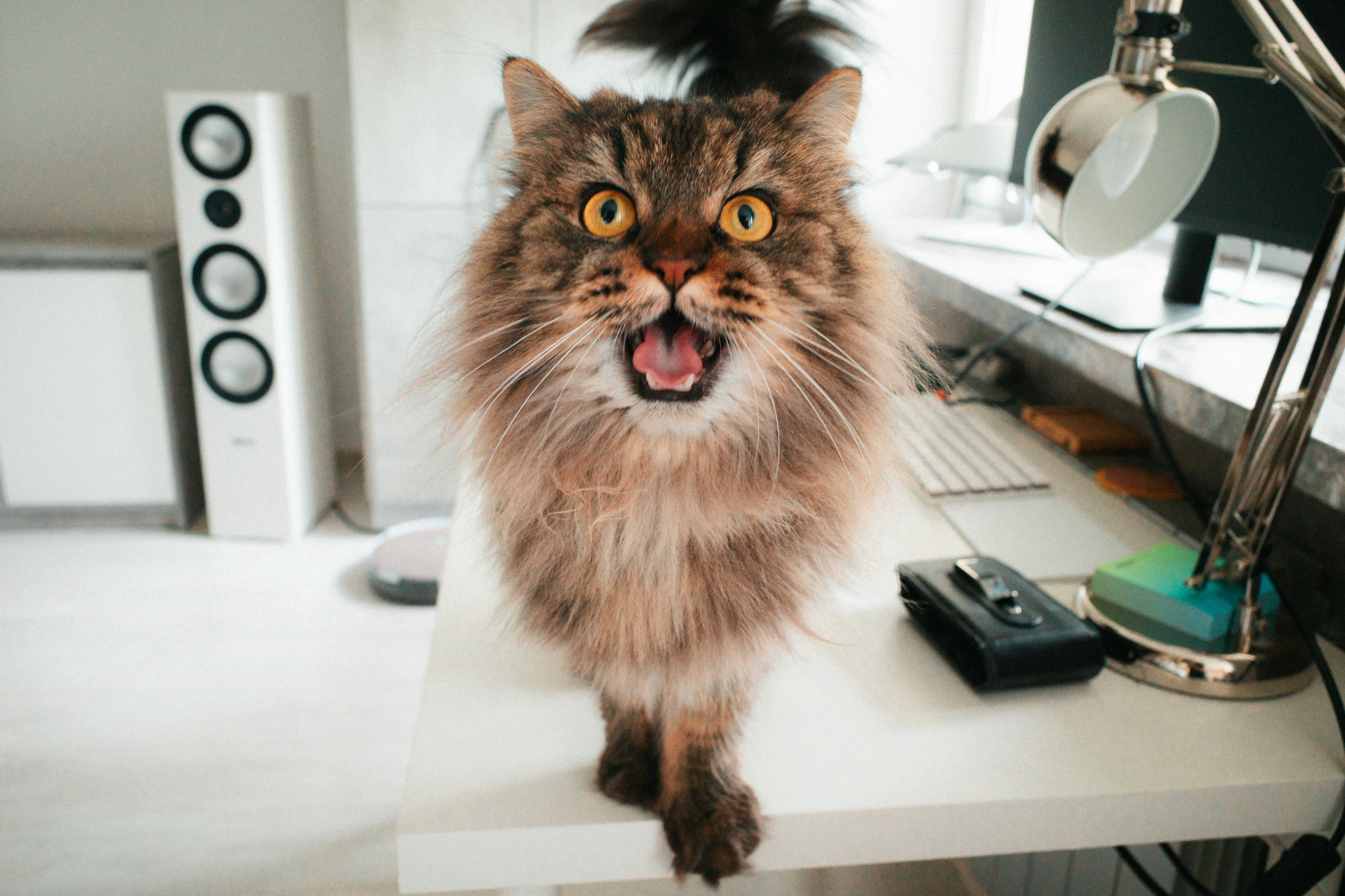 Fluffed Intensity: Cat on the Desk