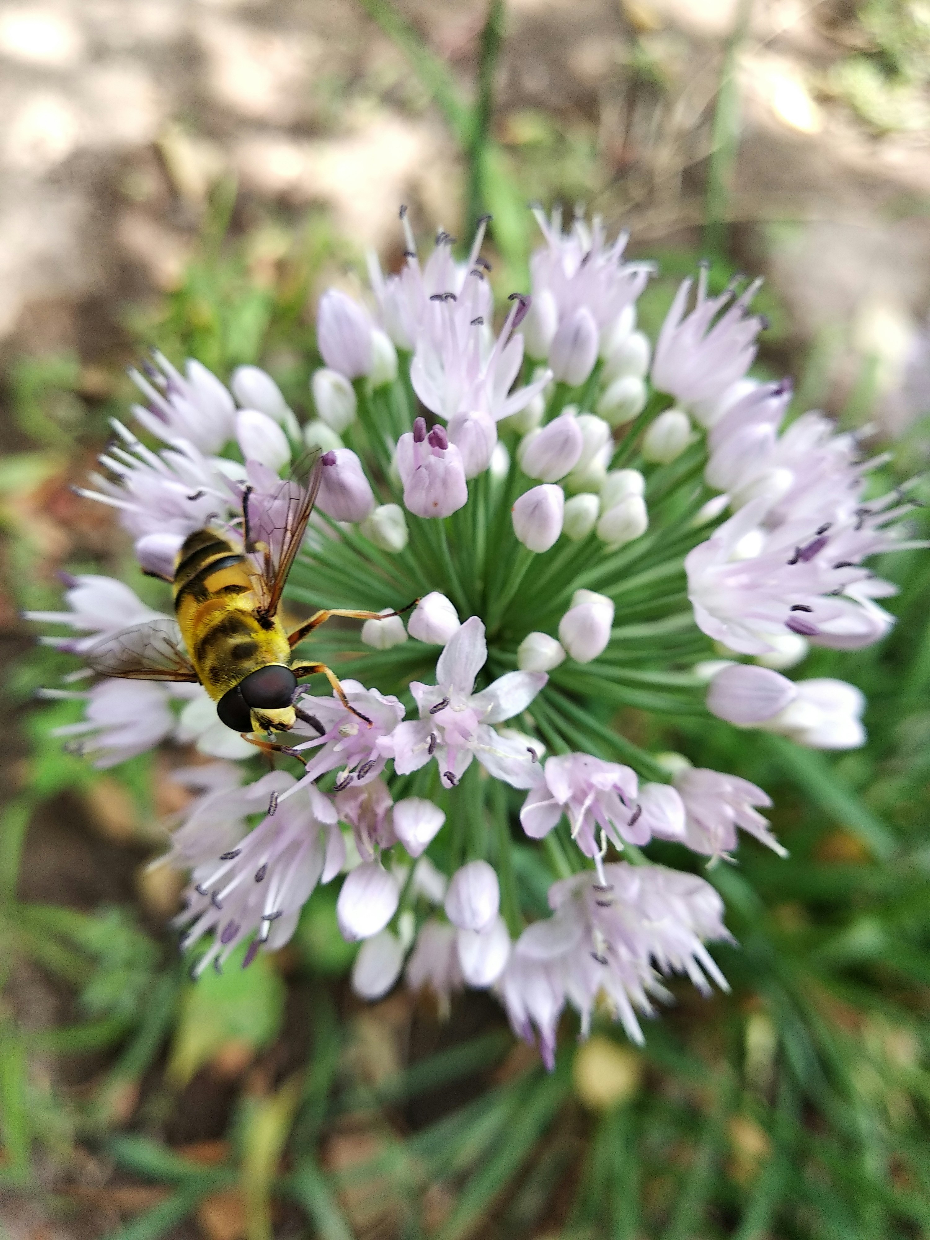 A close-up of a bee foraging on a cluster of delicate chive flowers, showcasing the intricate details of both the insect and the blossoms.