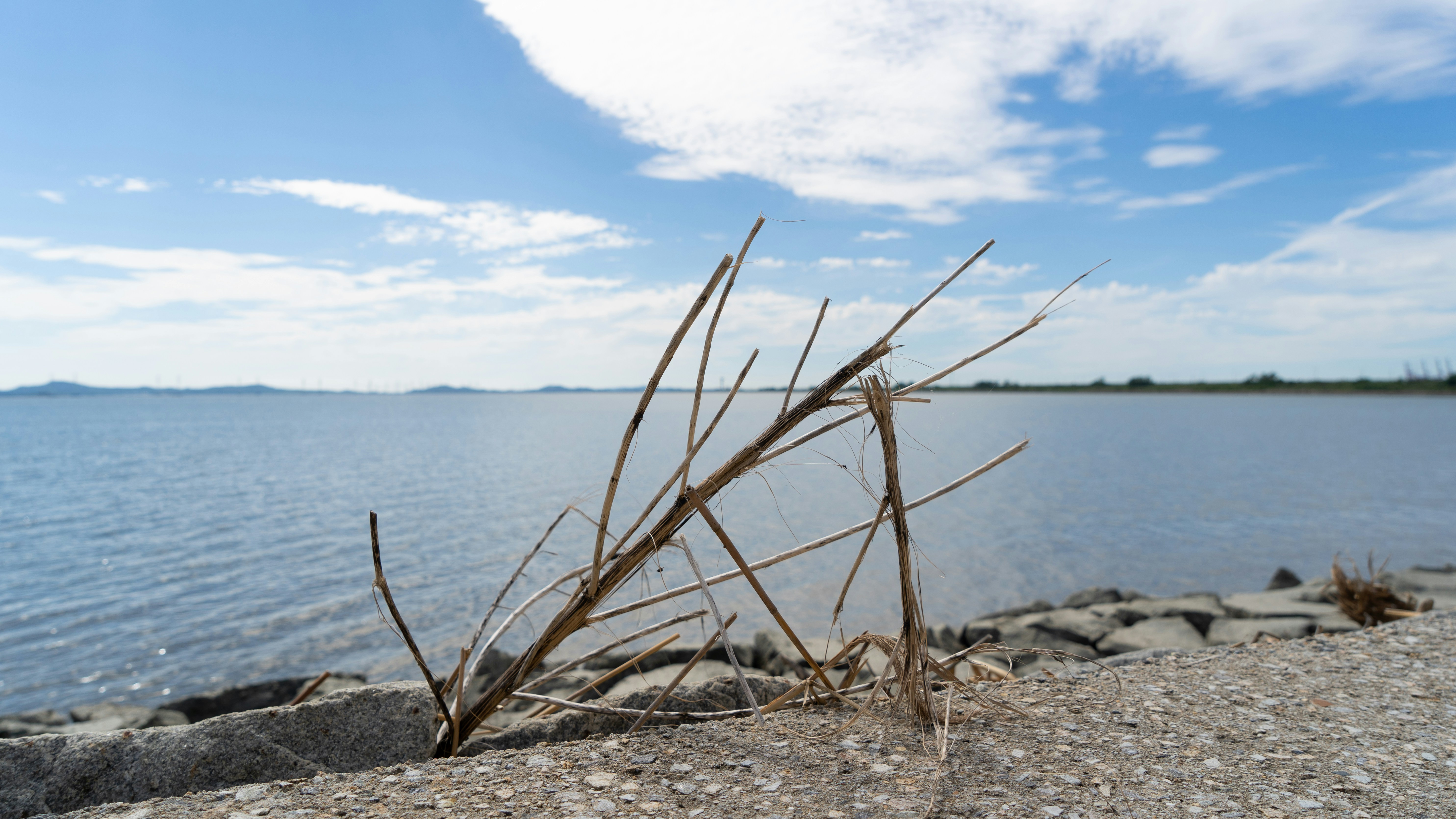 A group of sticks on a beach photo – Free Sea Image on Unsplash