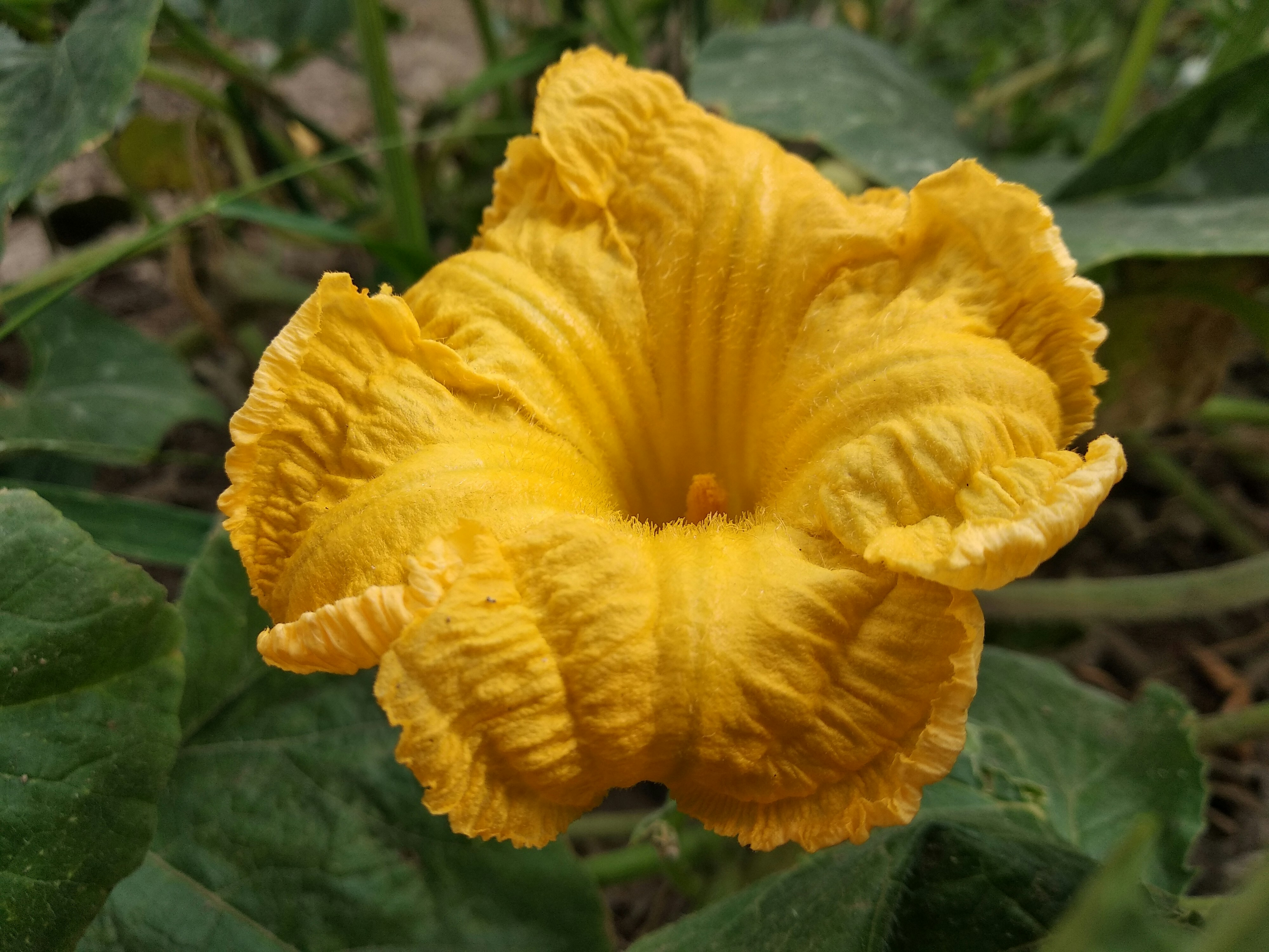 Close-up photograph of a radiant yellow squash blossom with crinkled petals, set against deep green leaves.