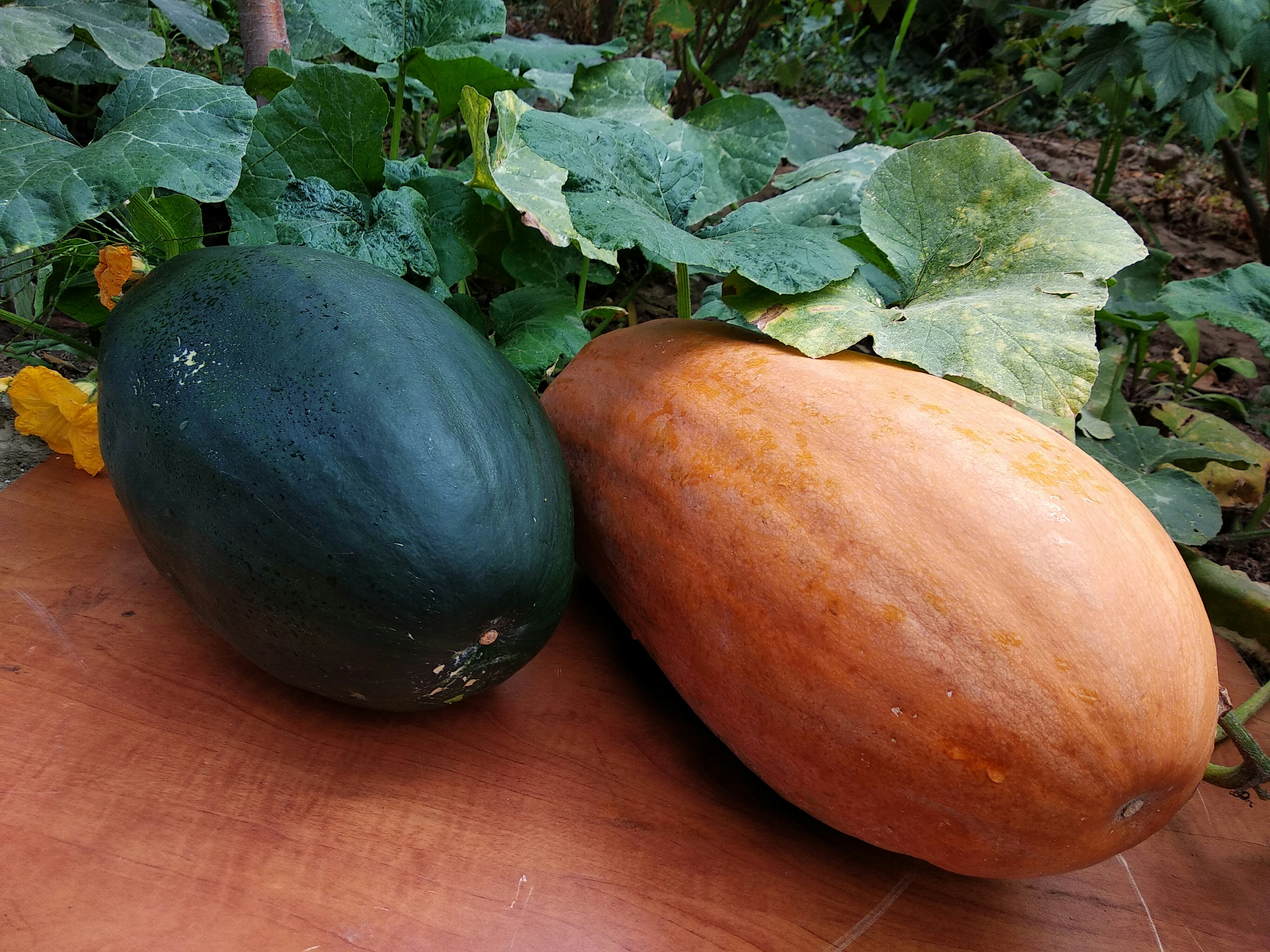 Two melons, one dark green and the other golden orange, rest on a wooden surface surrounded by lush green leaves. 