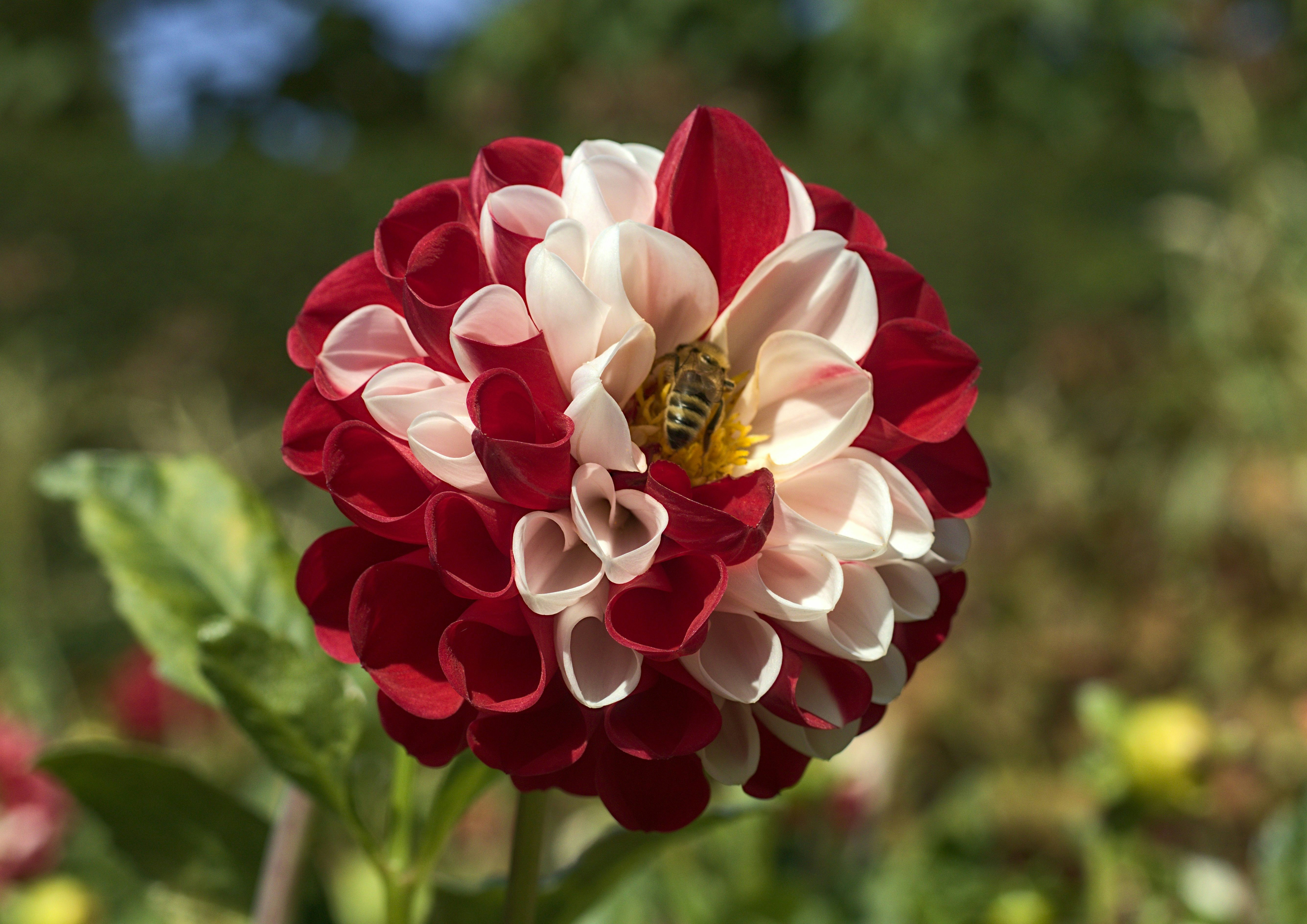 A honeybee on a flower (Dahila Pinnata)