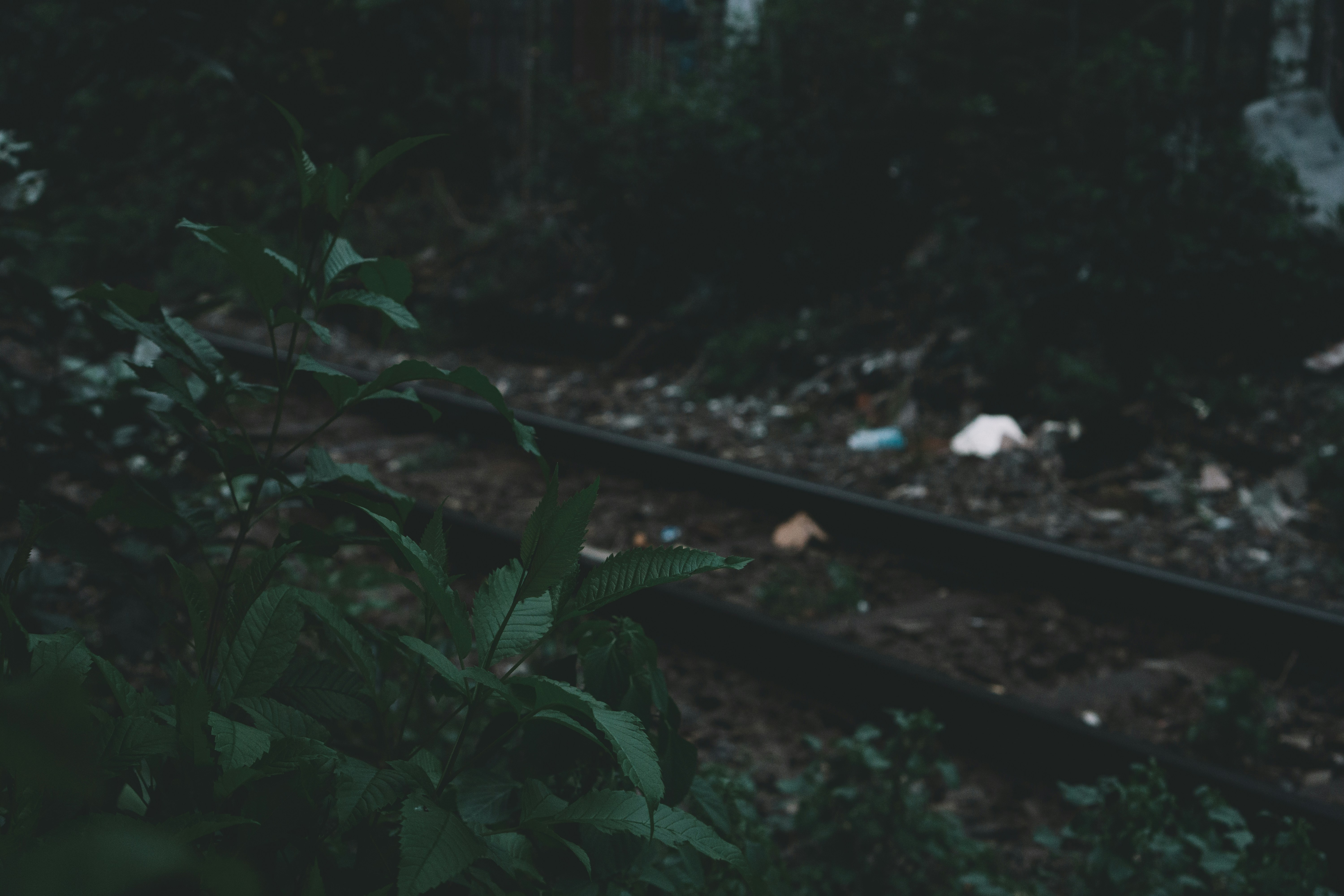 Dusk on the Brambles: A Quiet Railbed Where Green Encroaches