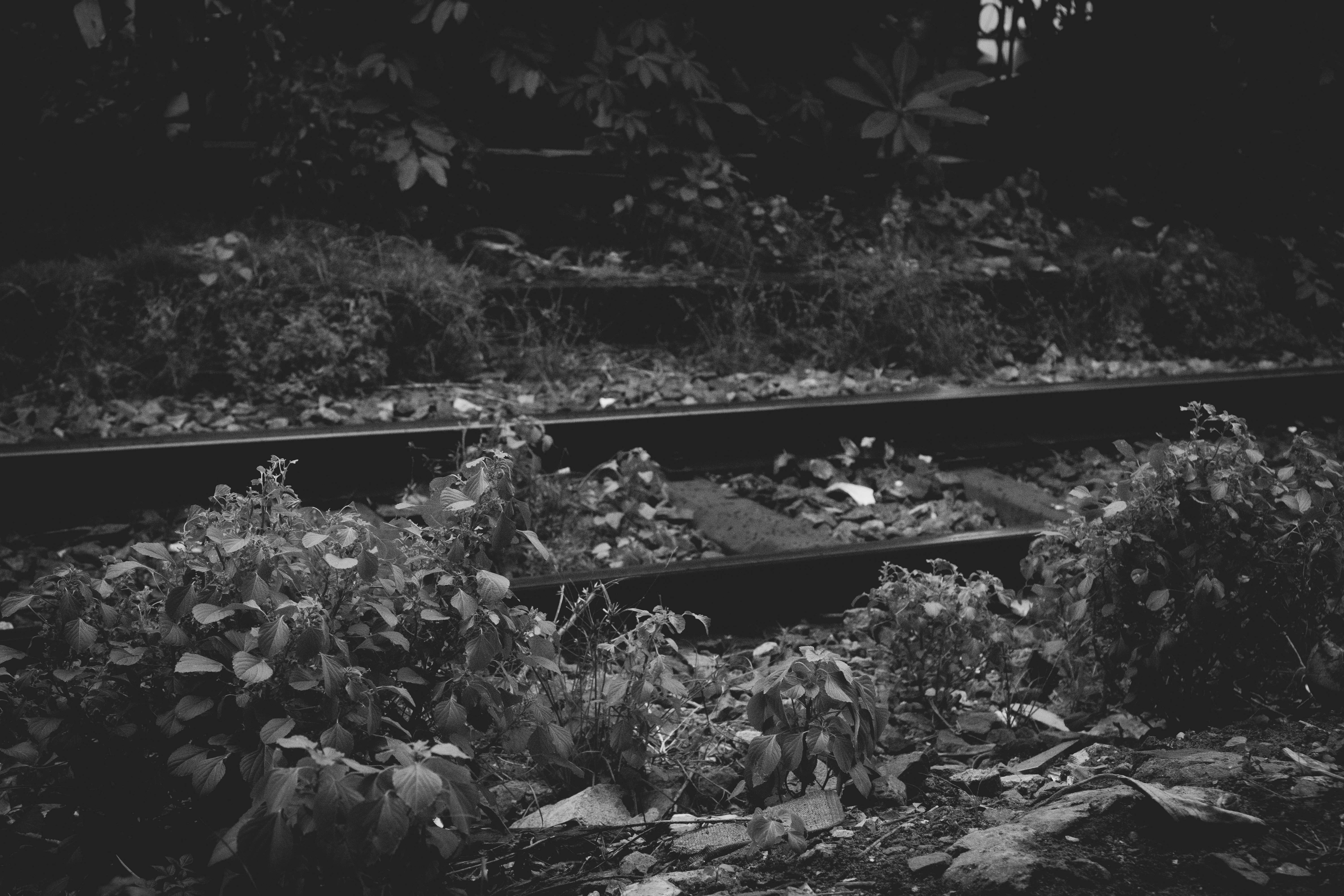 Overgrown Rails: Quiet Persistence on a Forgotten Line