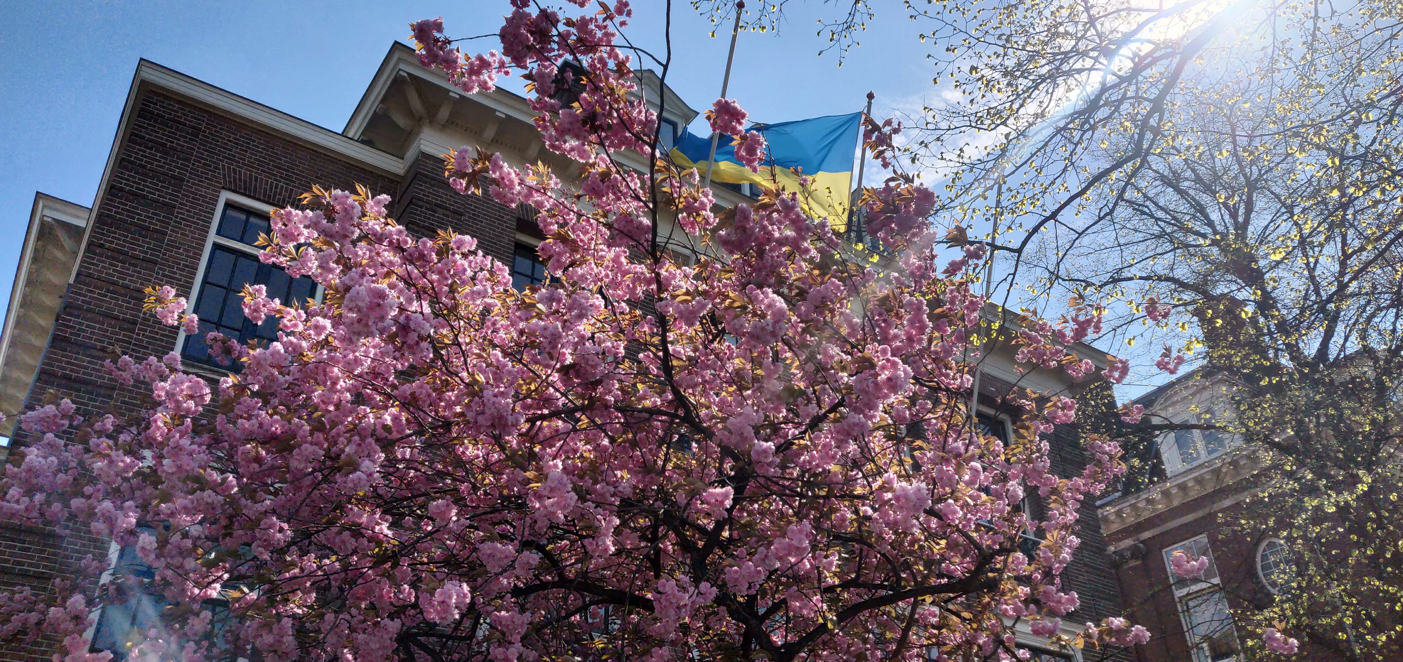 Cherry Blossom Curtain Over a Flag-Topped Brick Building