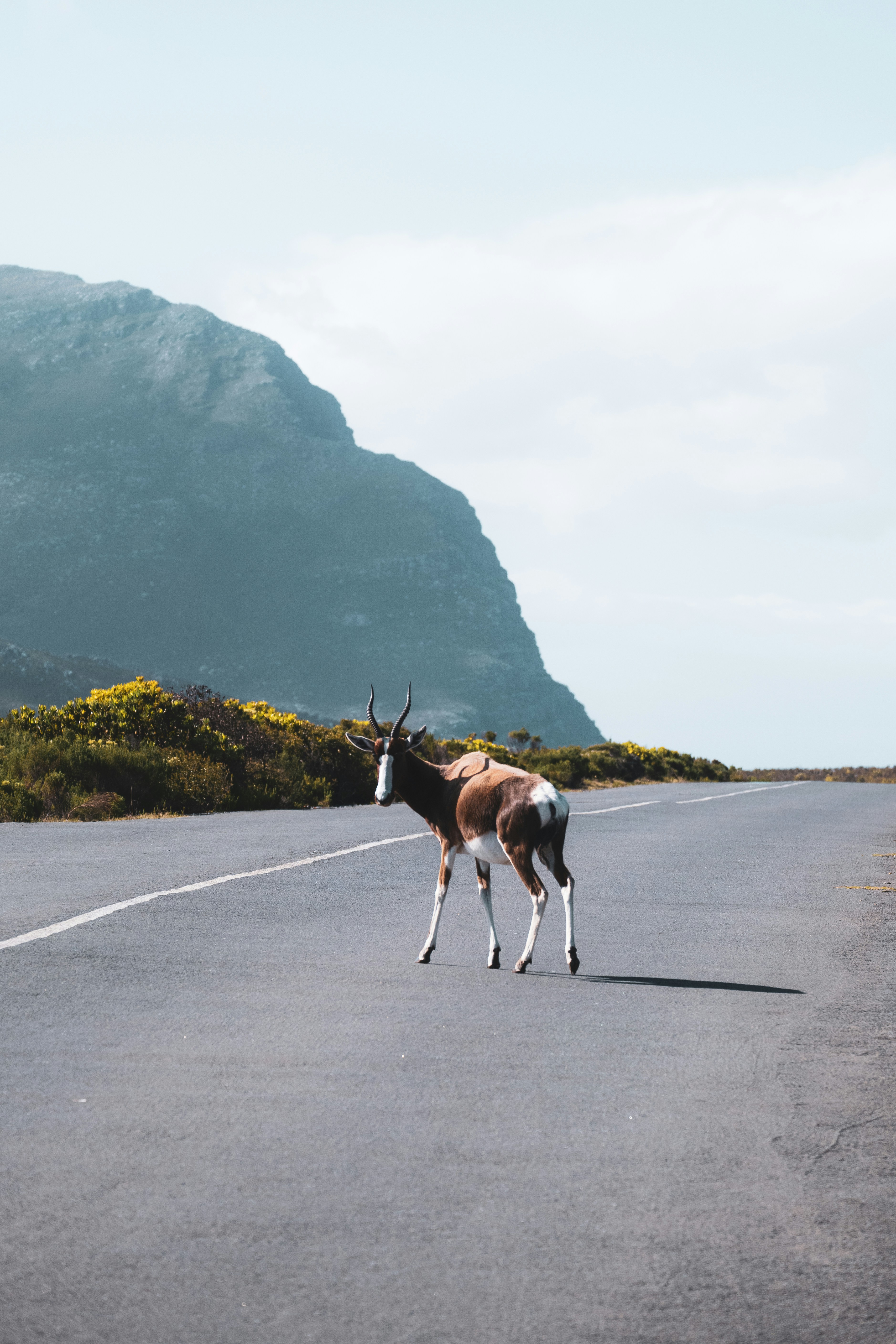 Bontebok antelope in cape point nature reserve