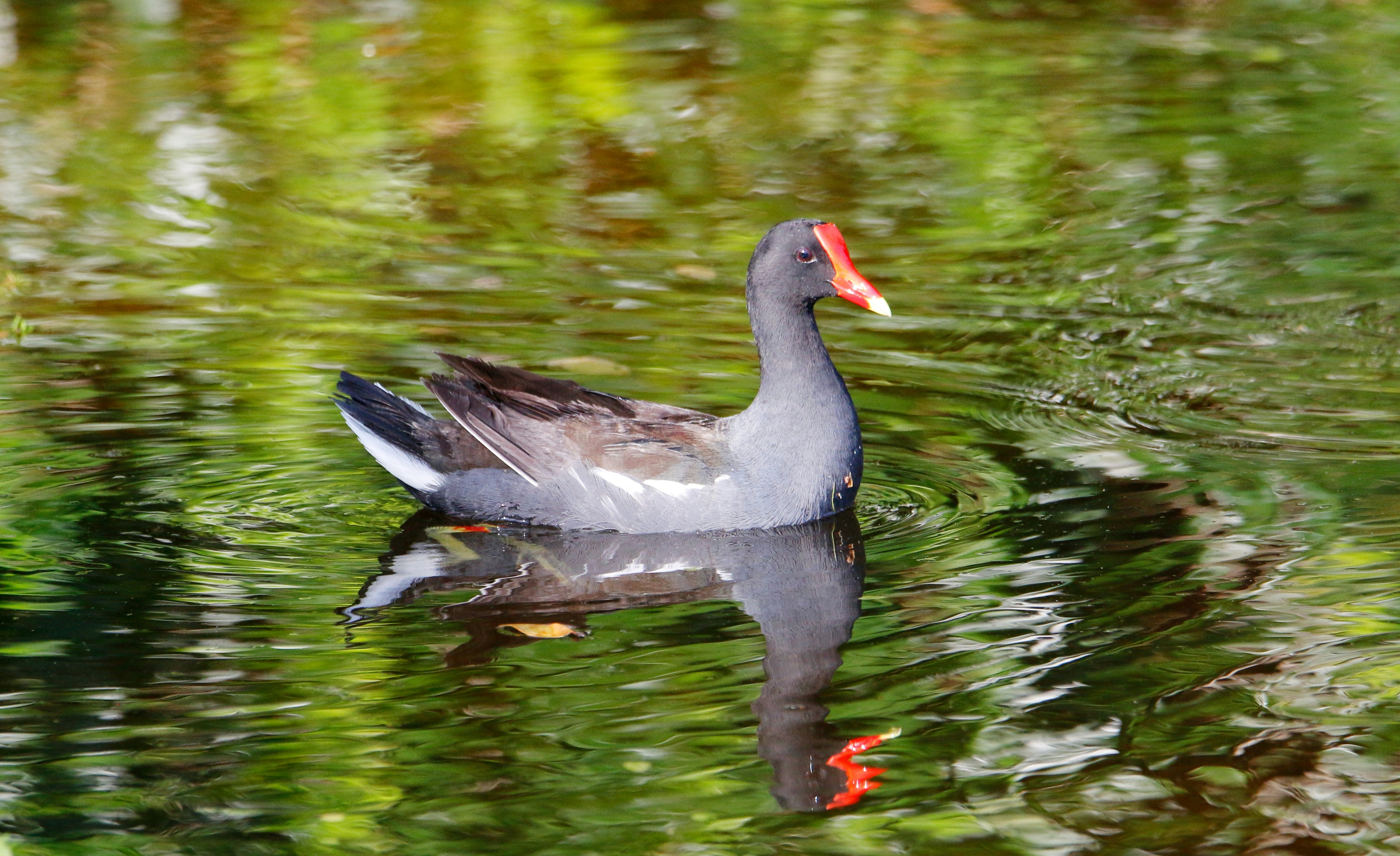 Red-billed Moorhen on Calm Water with Mirrored Greens