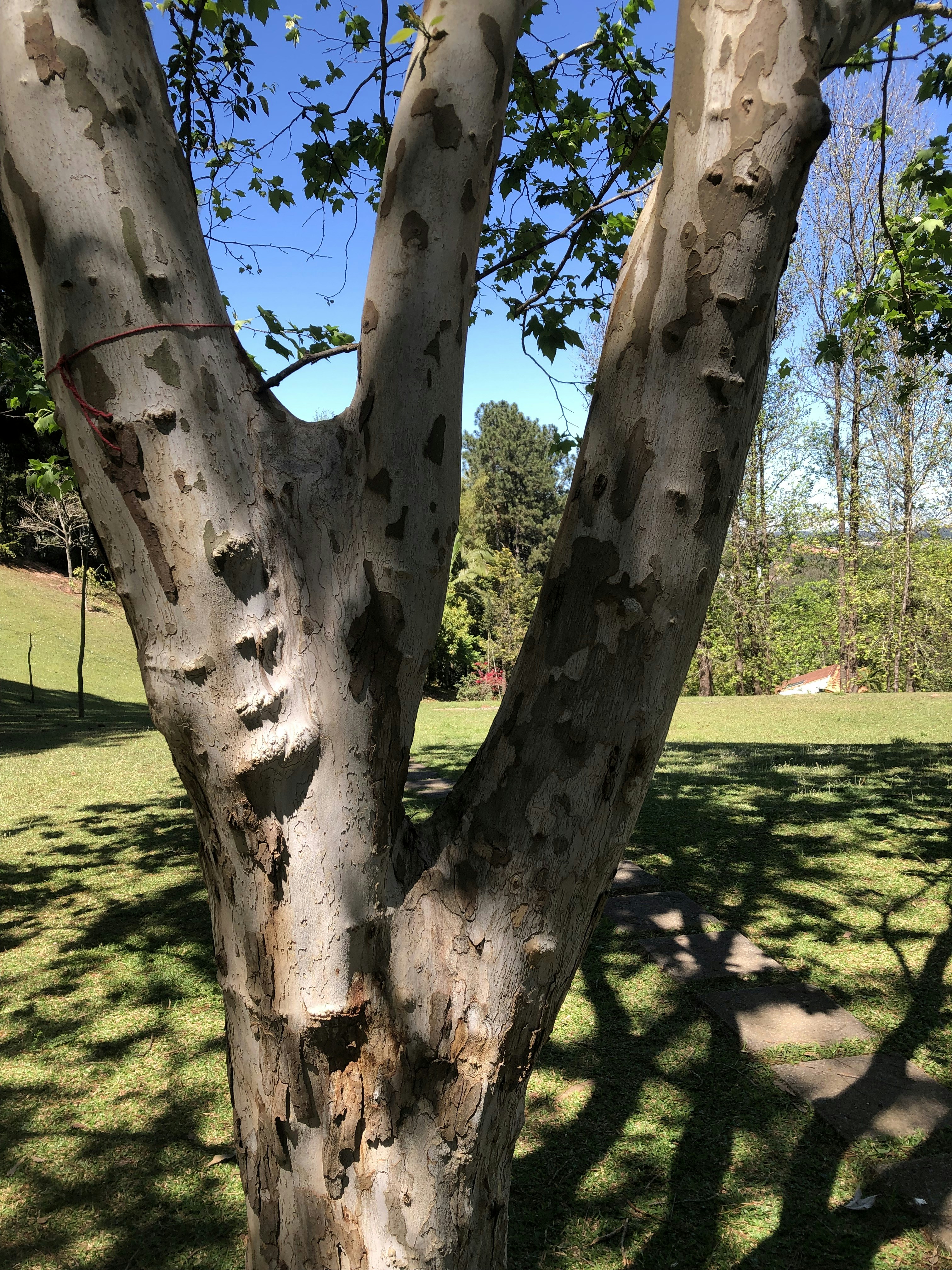 Foto Un árbol con muchas ramas – Imagen Planta gratis en Unsplash