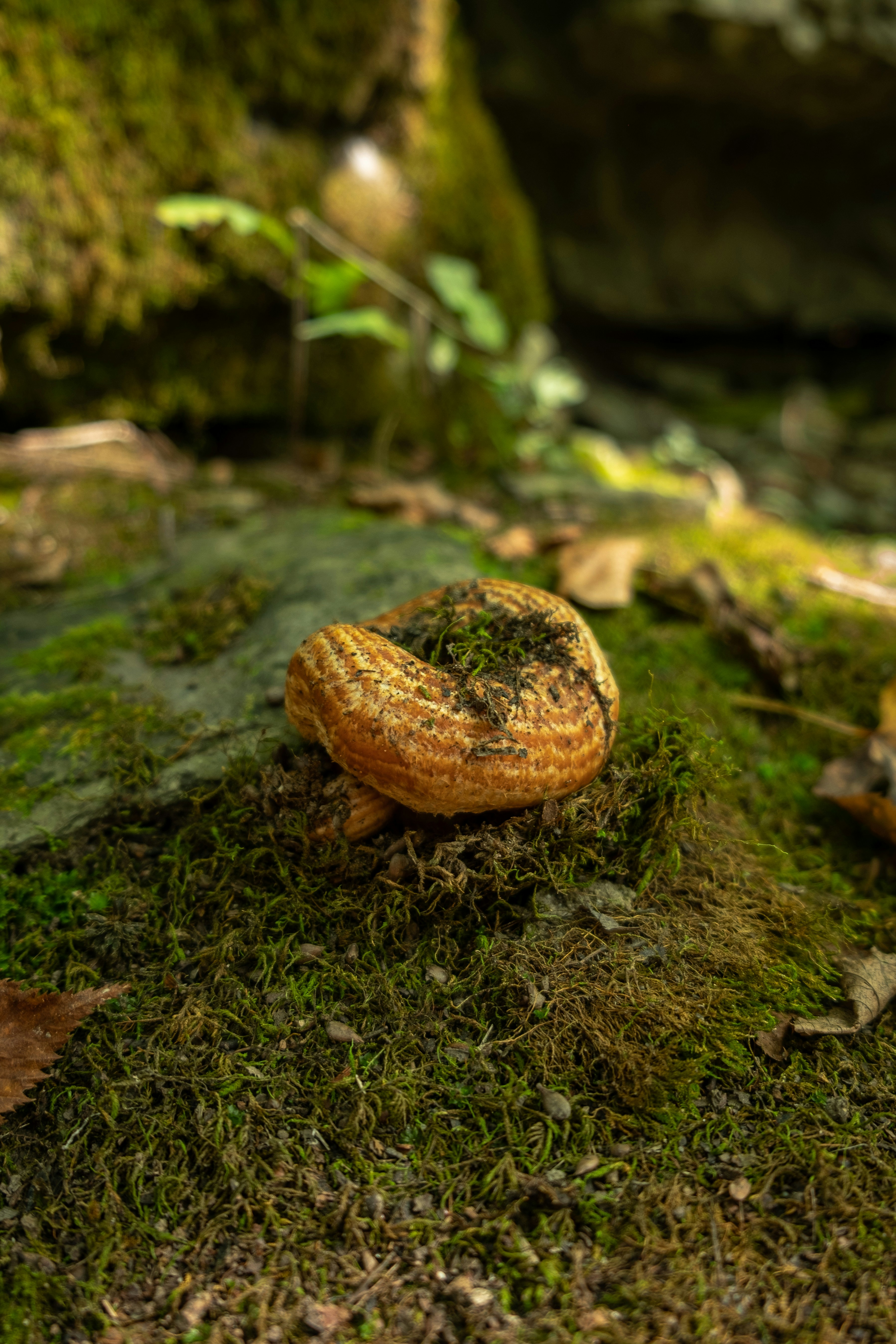Mossy Console: A Weathered Mushroom Resting on Forest Carpet