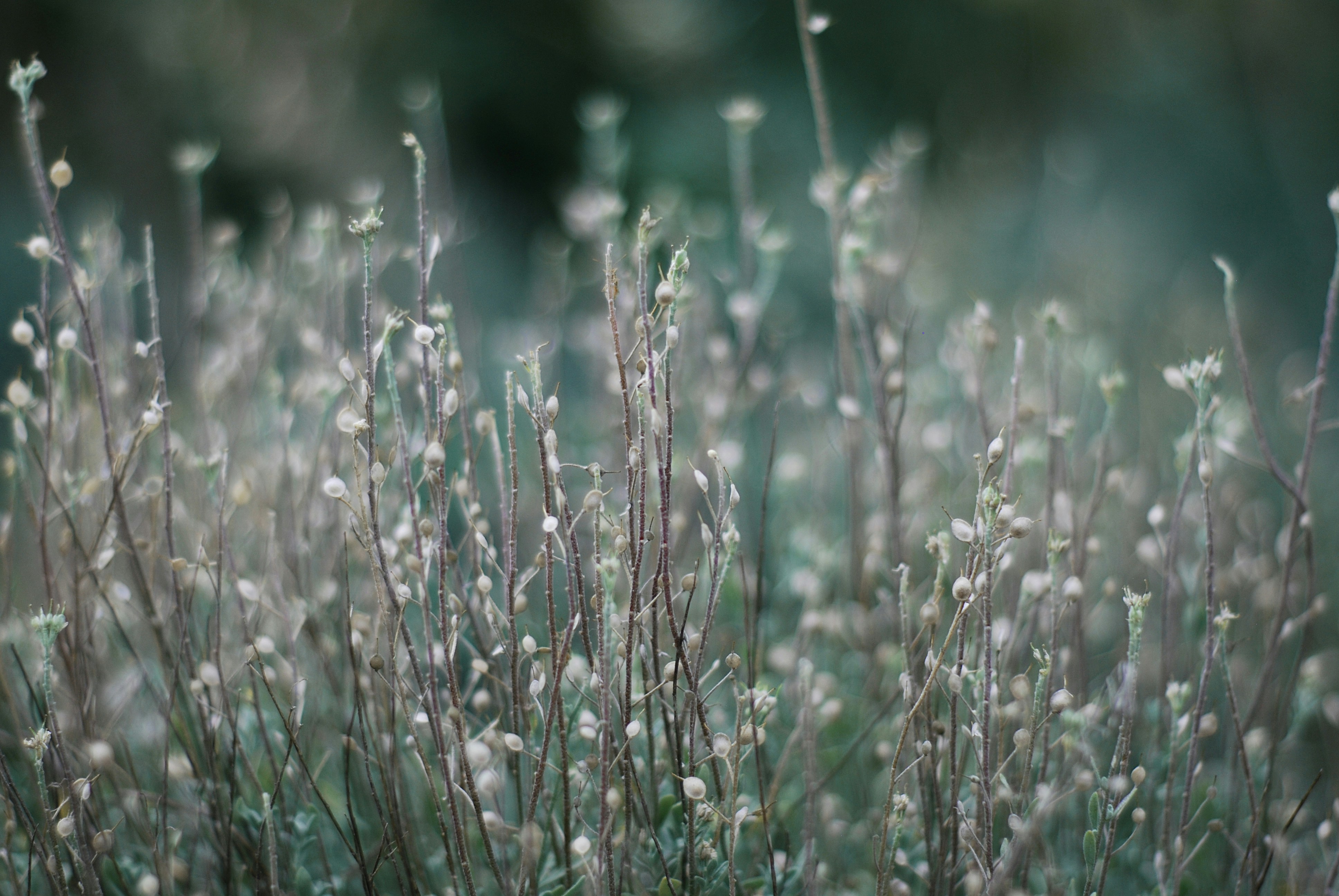 Soft-focus flora with slender stems and budding leaves, creating an ethereal atmosphere in a serene setting.
