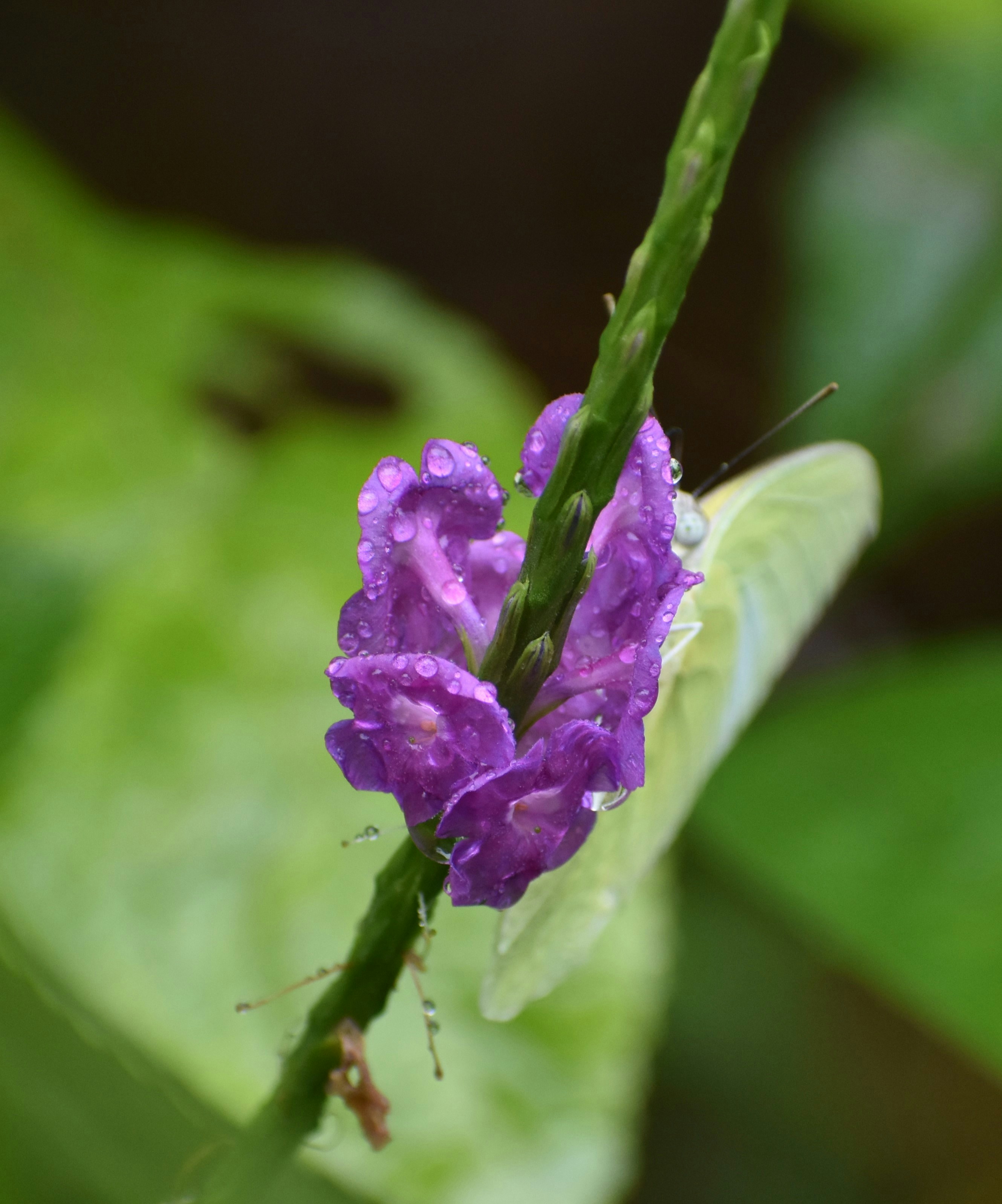 Dew-Kissed Violet Bloom Framed by a Slender Vine