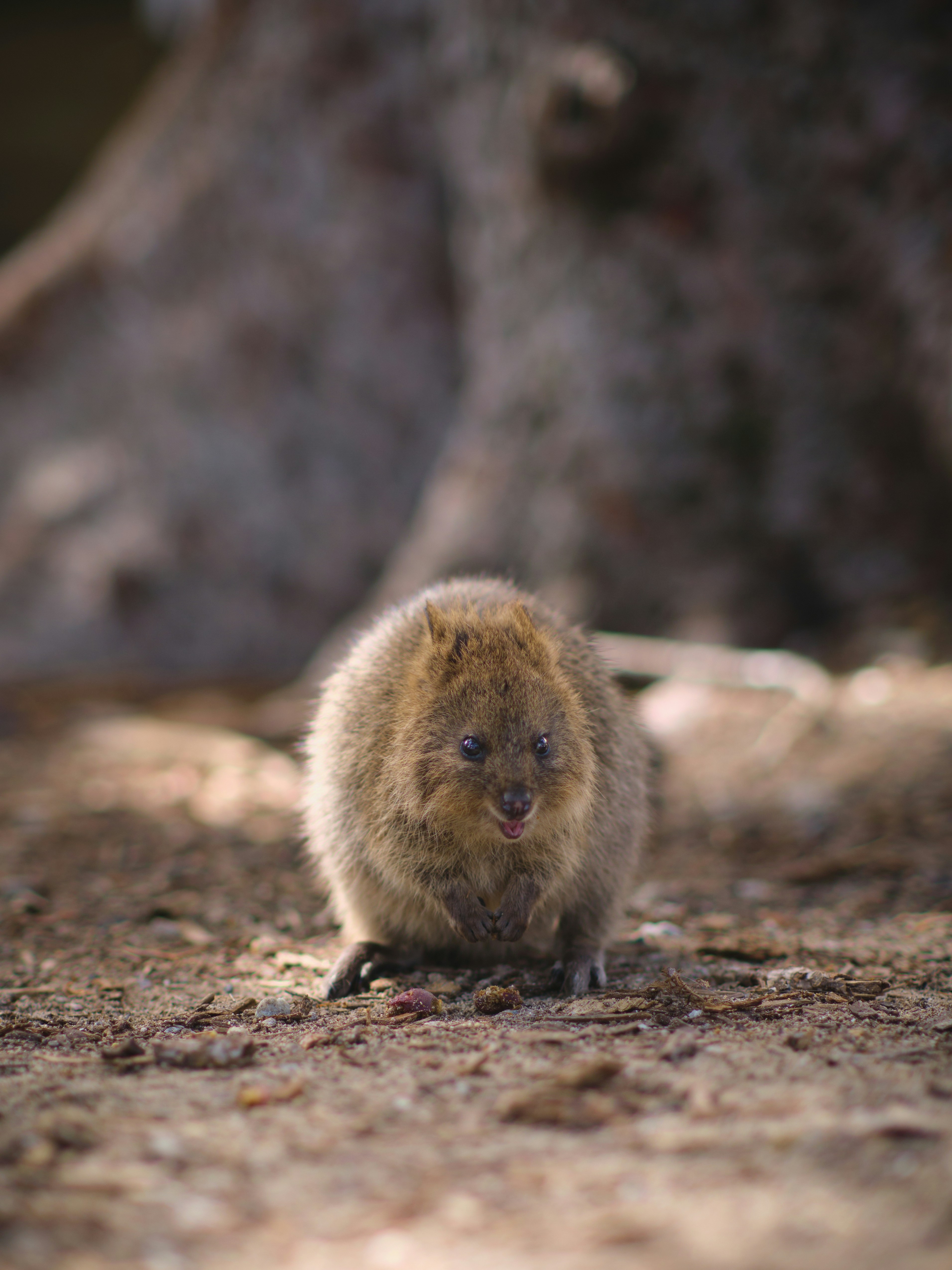 Quokka Animal Pictures | Download Free Images on Unsplash
