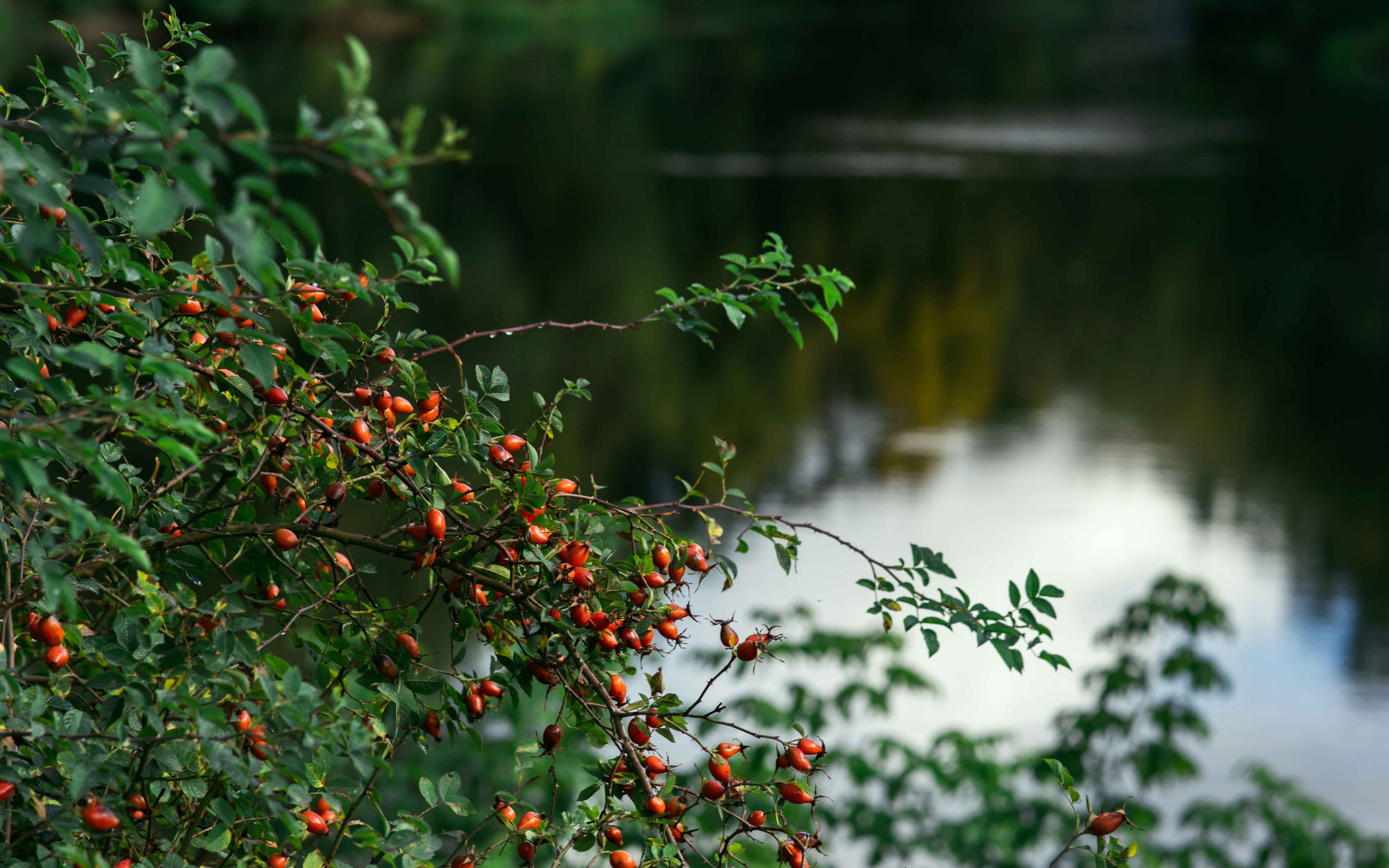 a tree with red berries