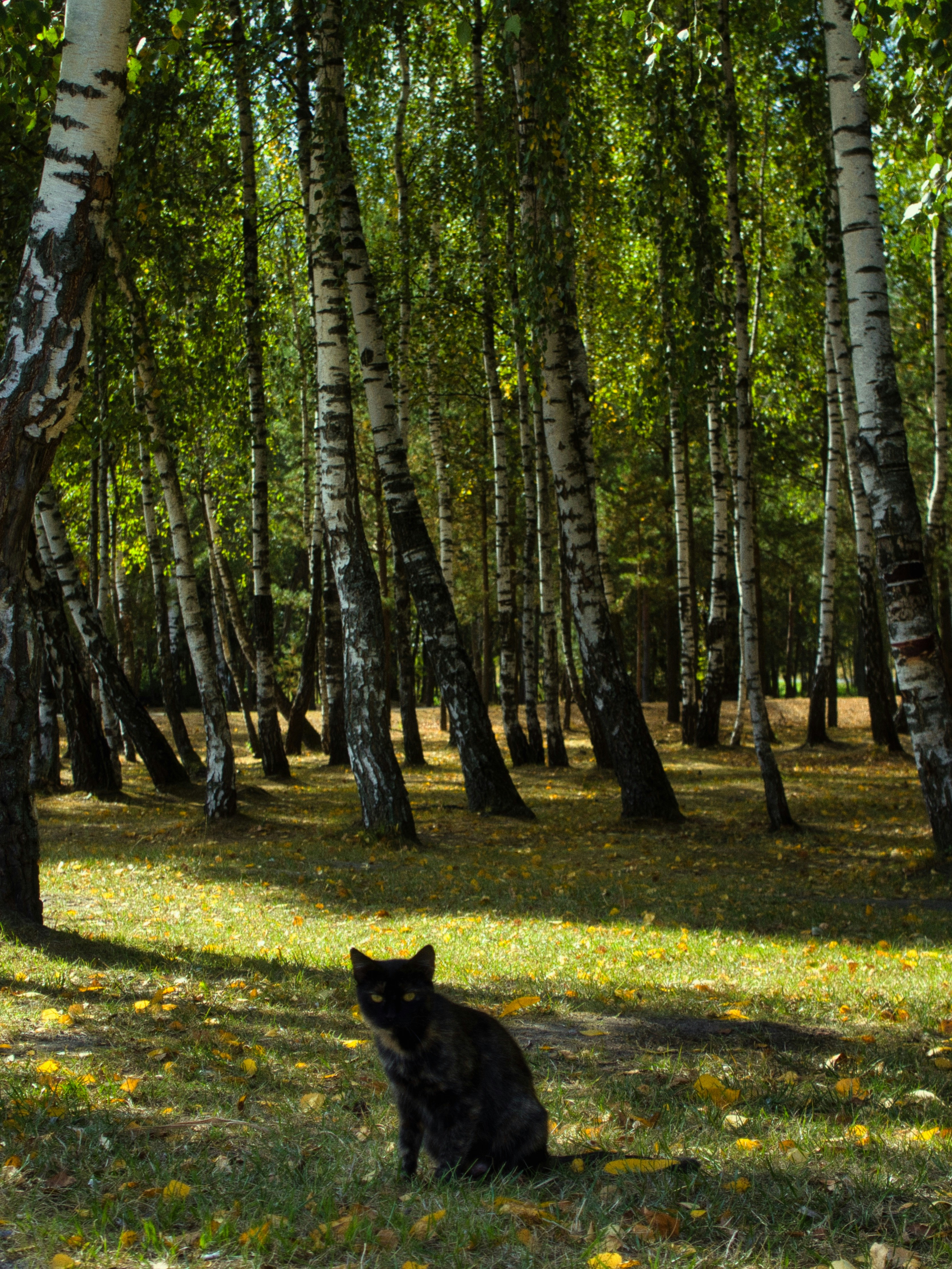 Shadowed Cat Beneath Birch Canopy