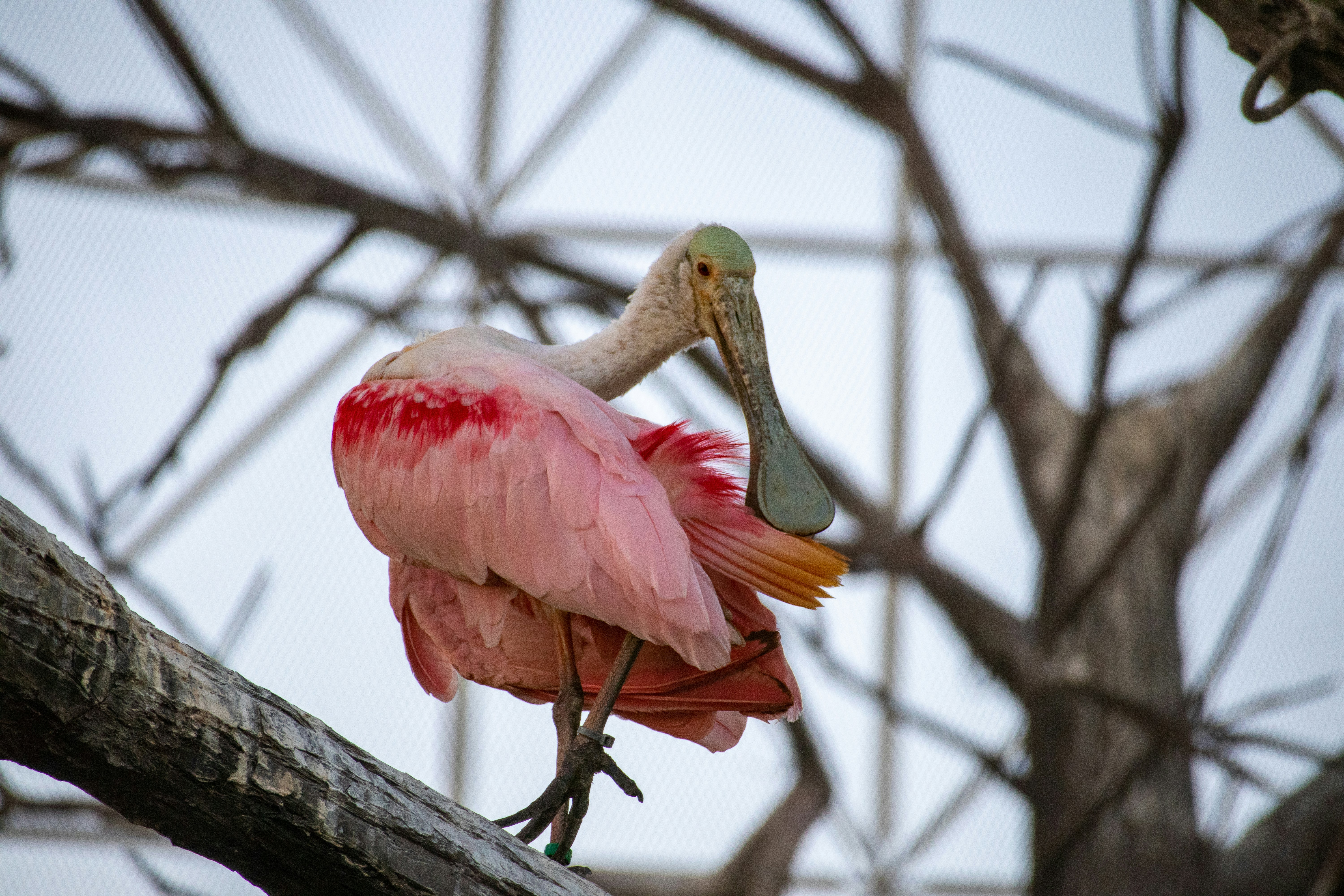 Pink Spoonbill Perched on a Weathered Branch Amid a Geometric Mesh Backdrop