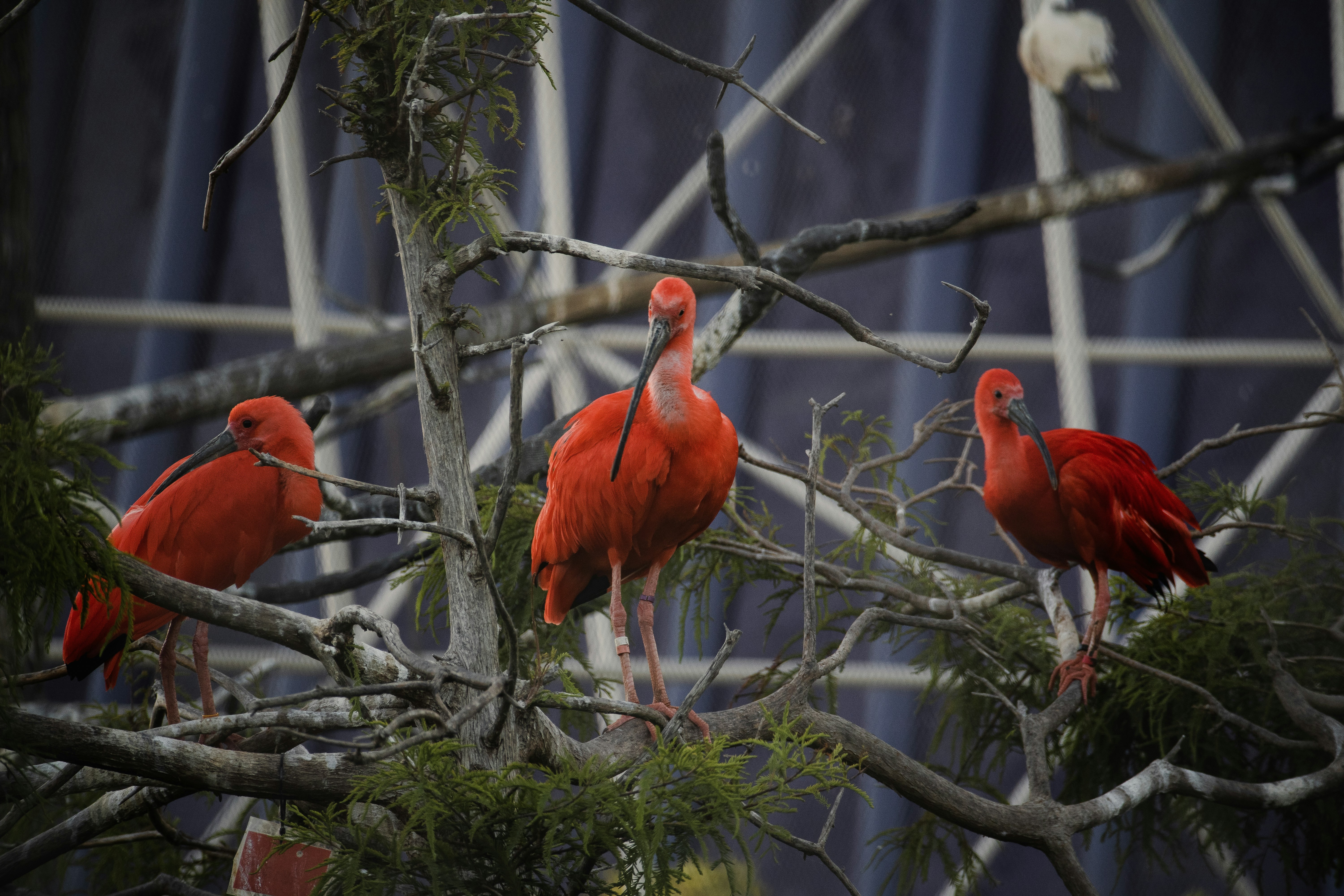 Three Crimson Ibises Perched on Tangled Branches Under a Cold Metal Lattice