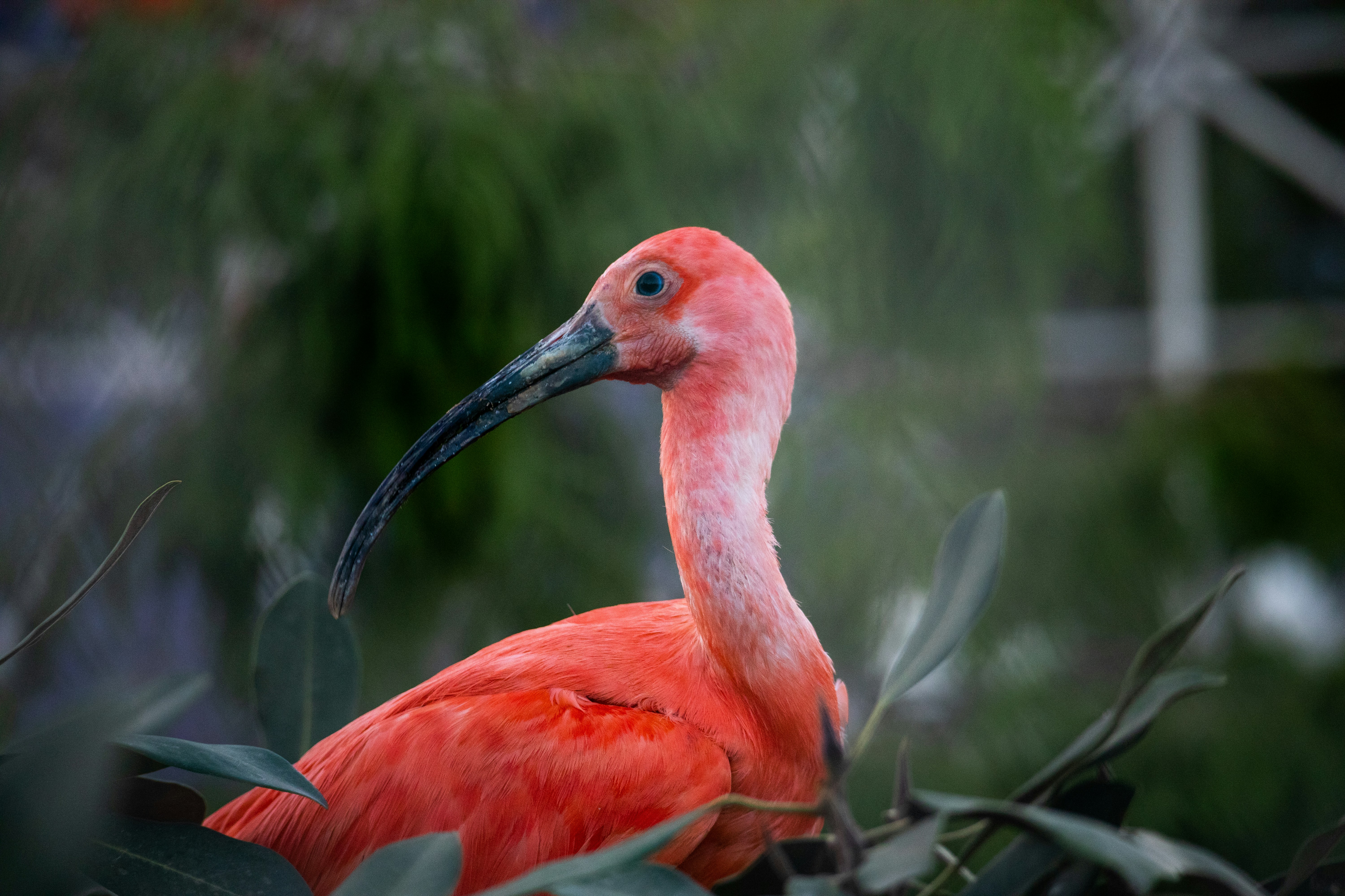 Crimson Curvature: A Flamingo's Quiet Portrait Among Foliage