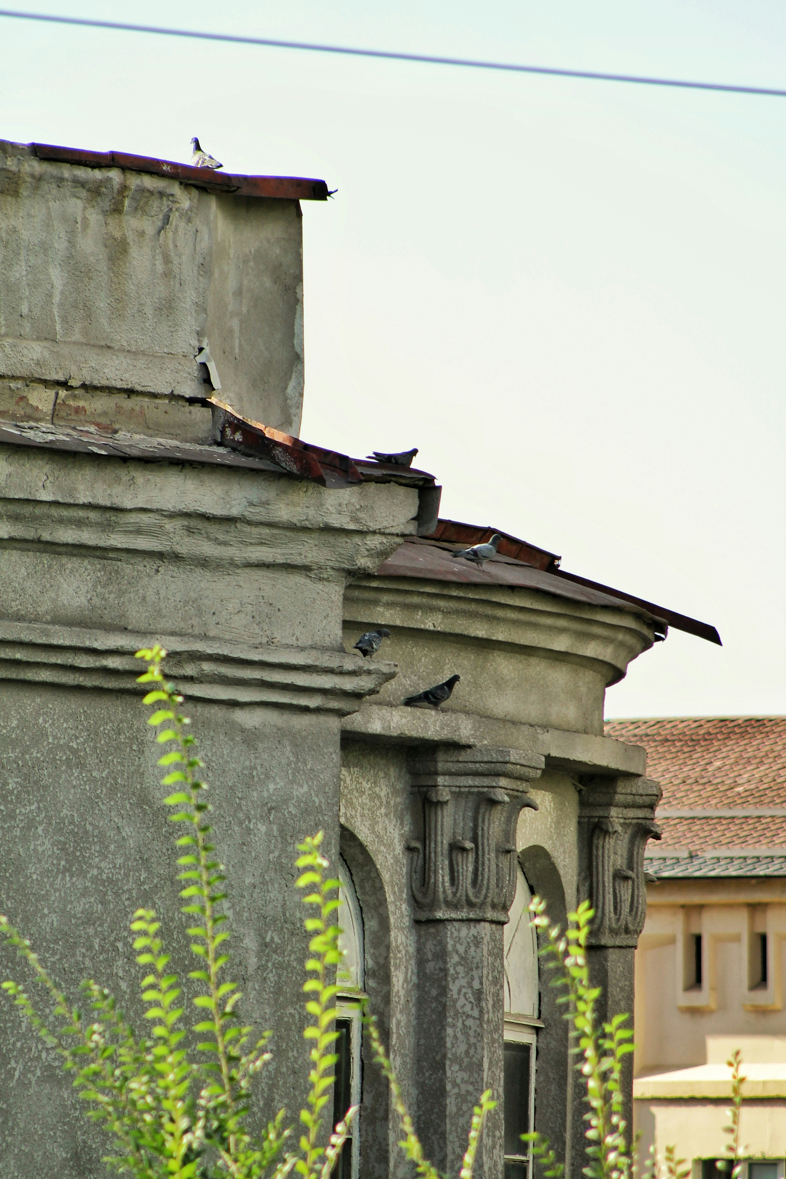 Pigeons at the Parapet: A Weathered Facade Watches Over Fresh Green Shoots
