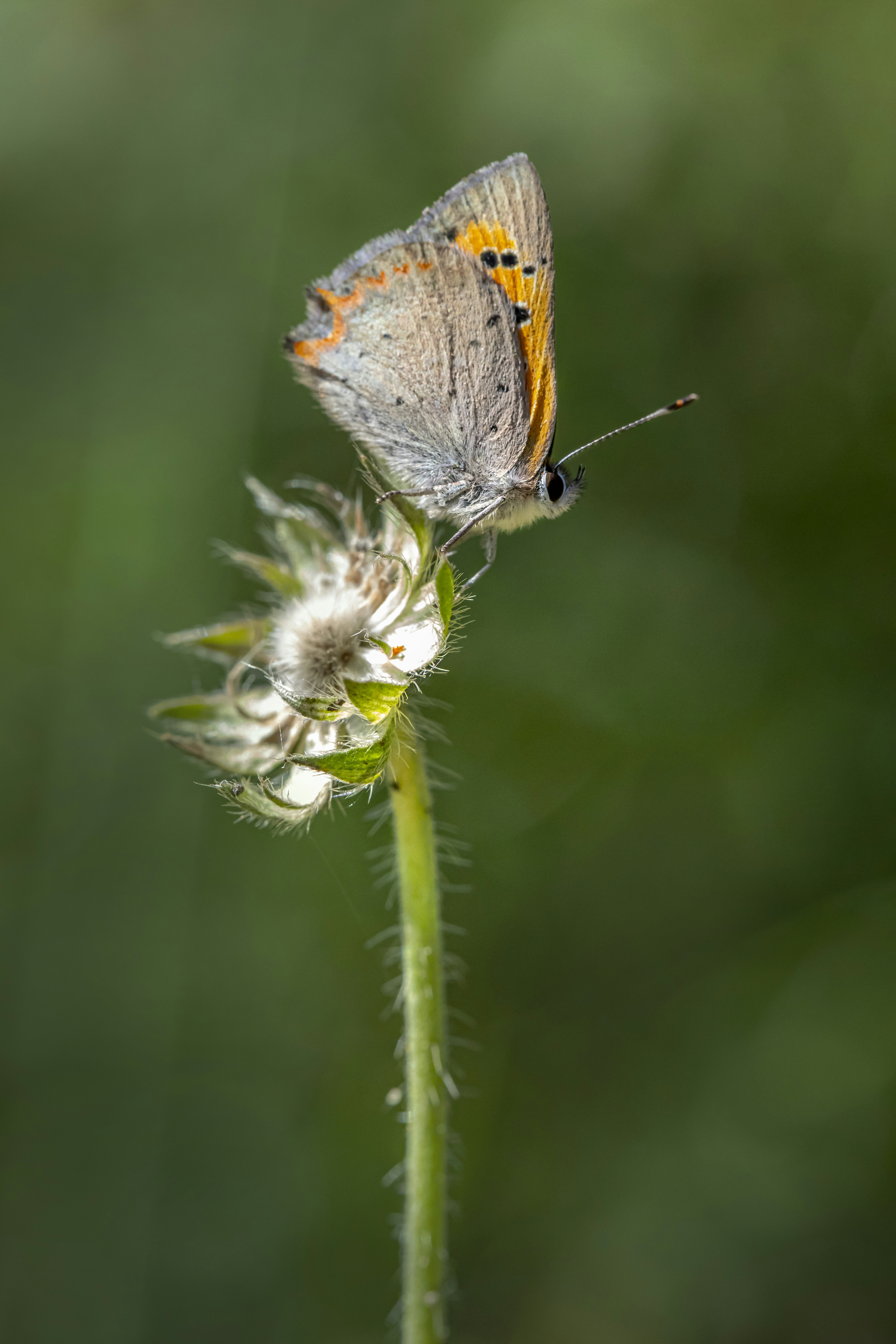 Hippothoe Lycaena Photos | Télécharger des images gratuites sur Unsplash