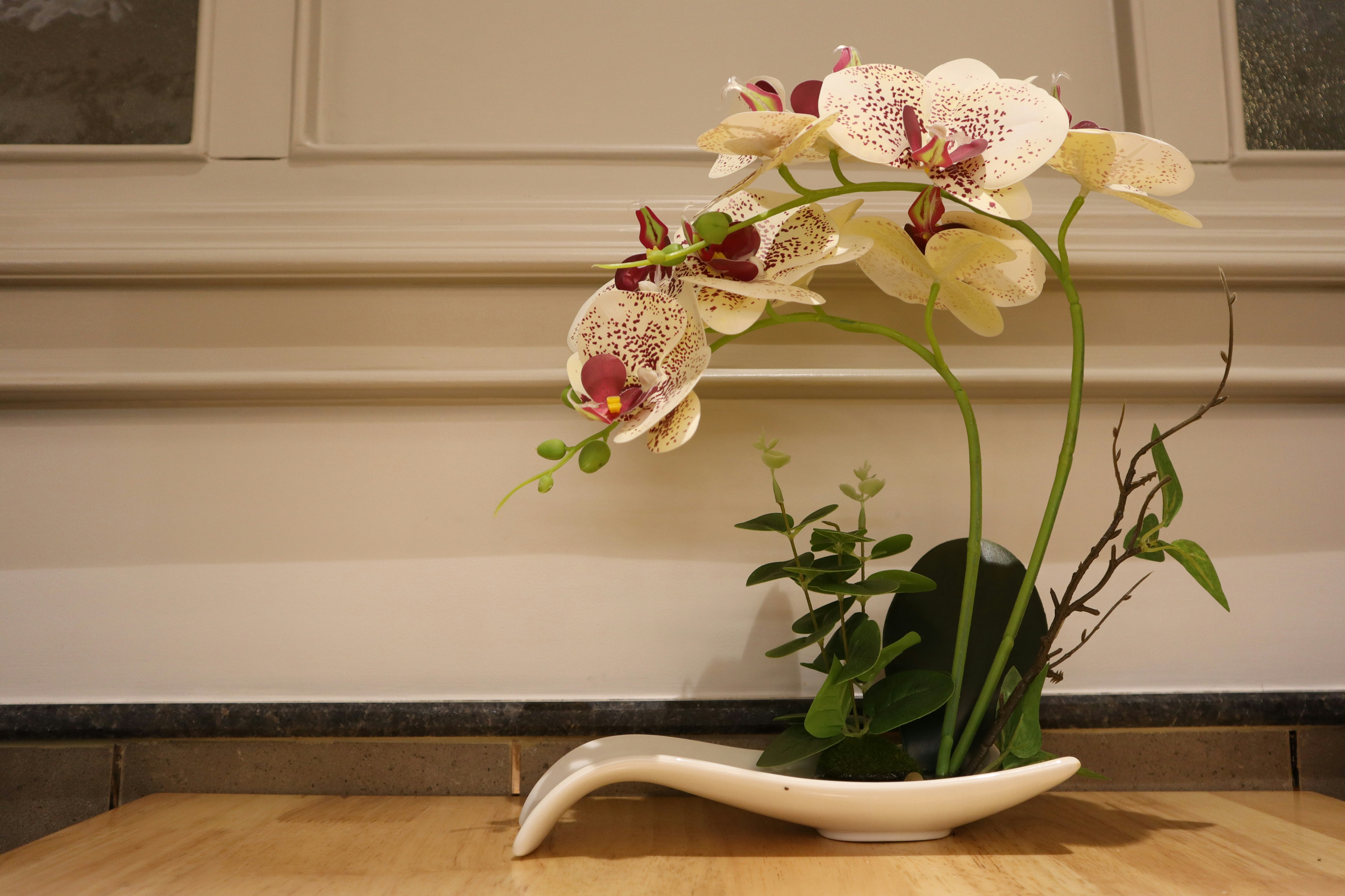 Phalaenopsis on a Curved White Tray: A Quiet, Minimalist Orchid Moment