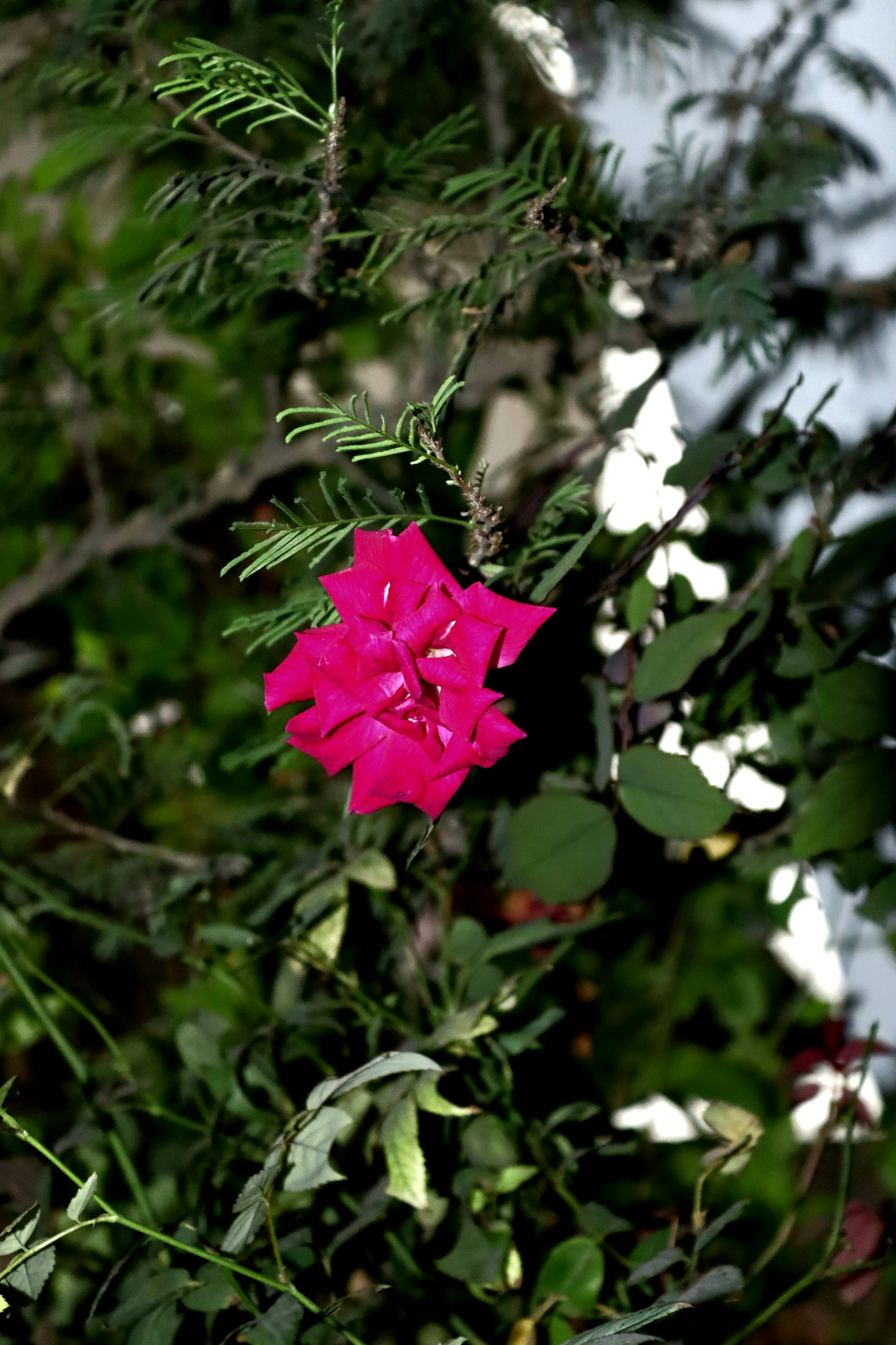 a pink flower on a bush