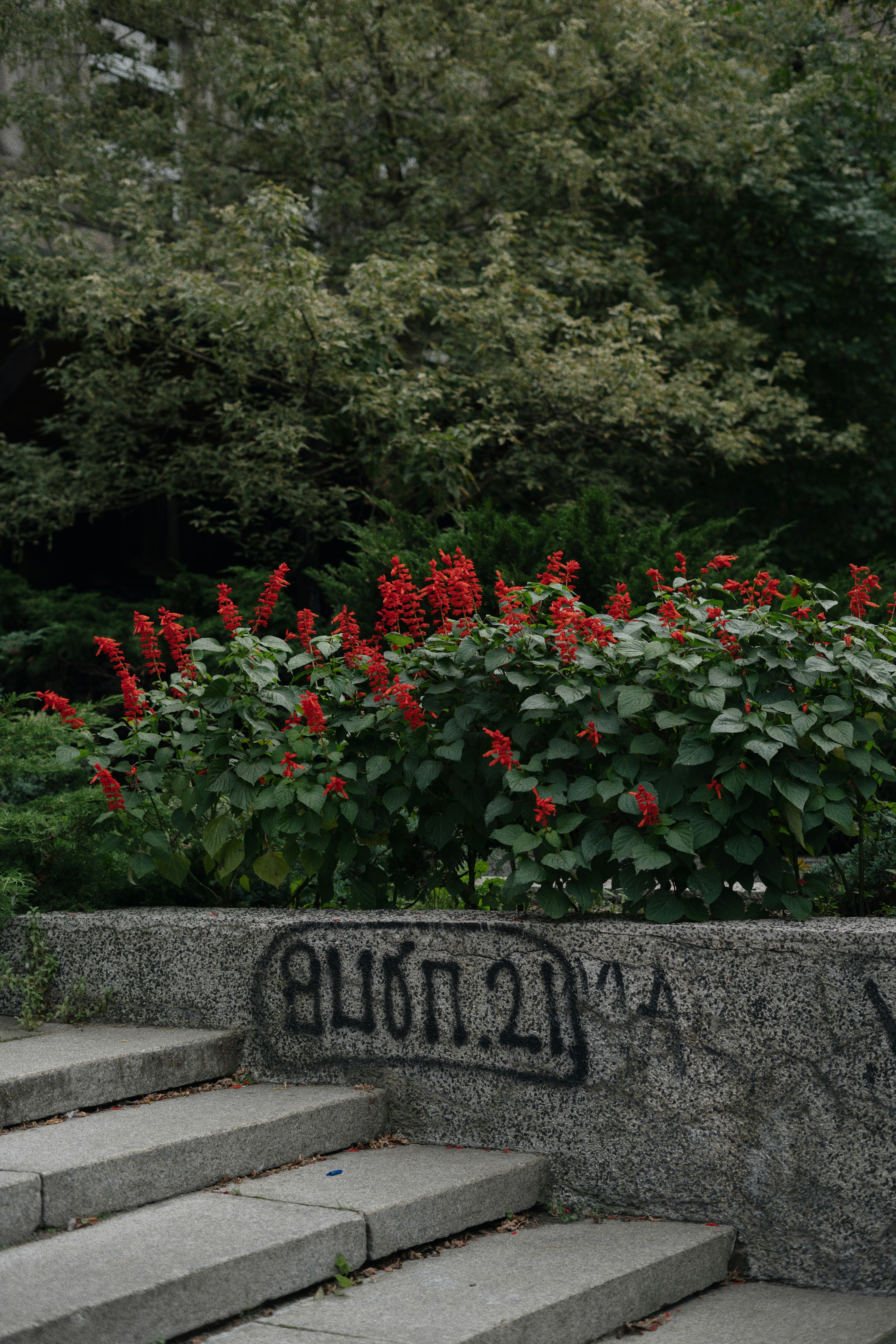 Red-flowered Hedge at the Edge of a Concrete Terrace