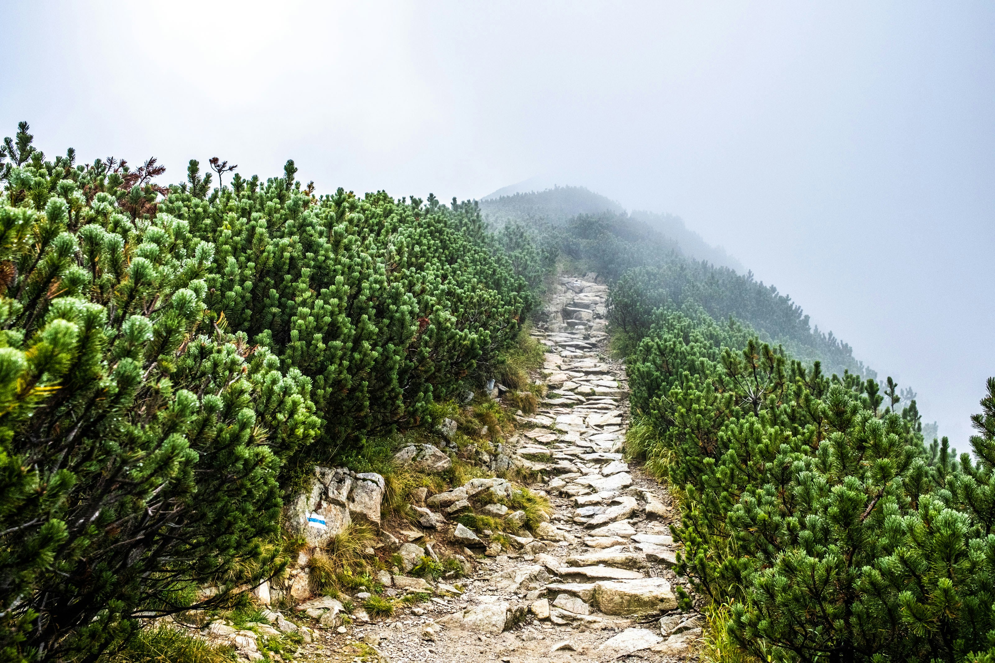 A rocky path through a forest photo – Free Tatry Image on Unsplash