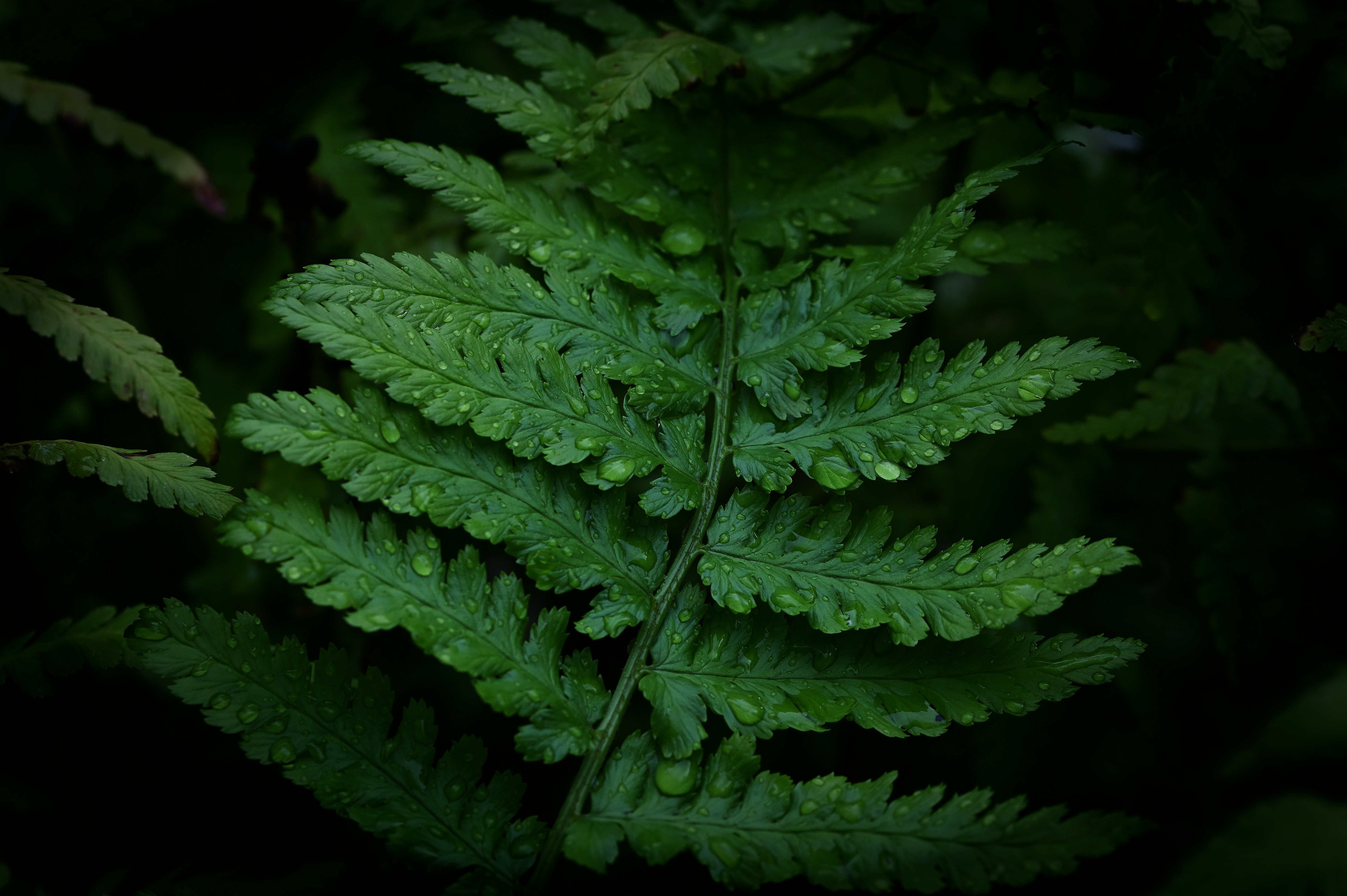 Fern leaf adorned with glistening raindrops against a dark forest background.
