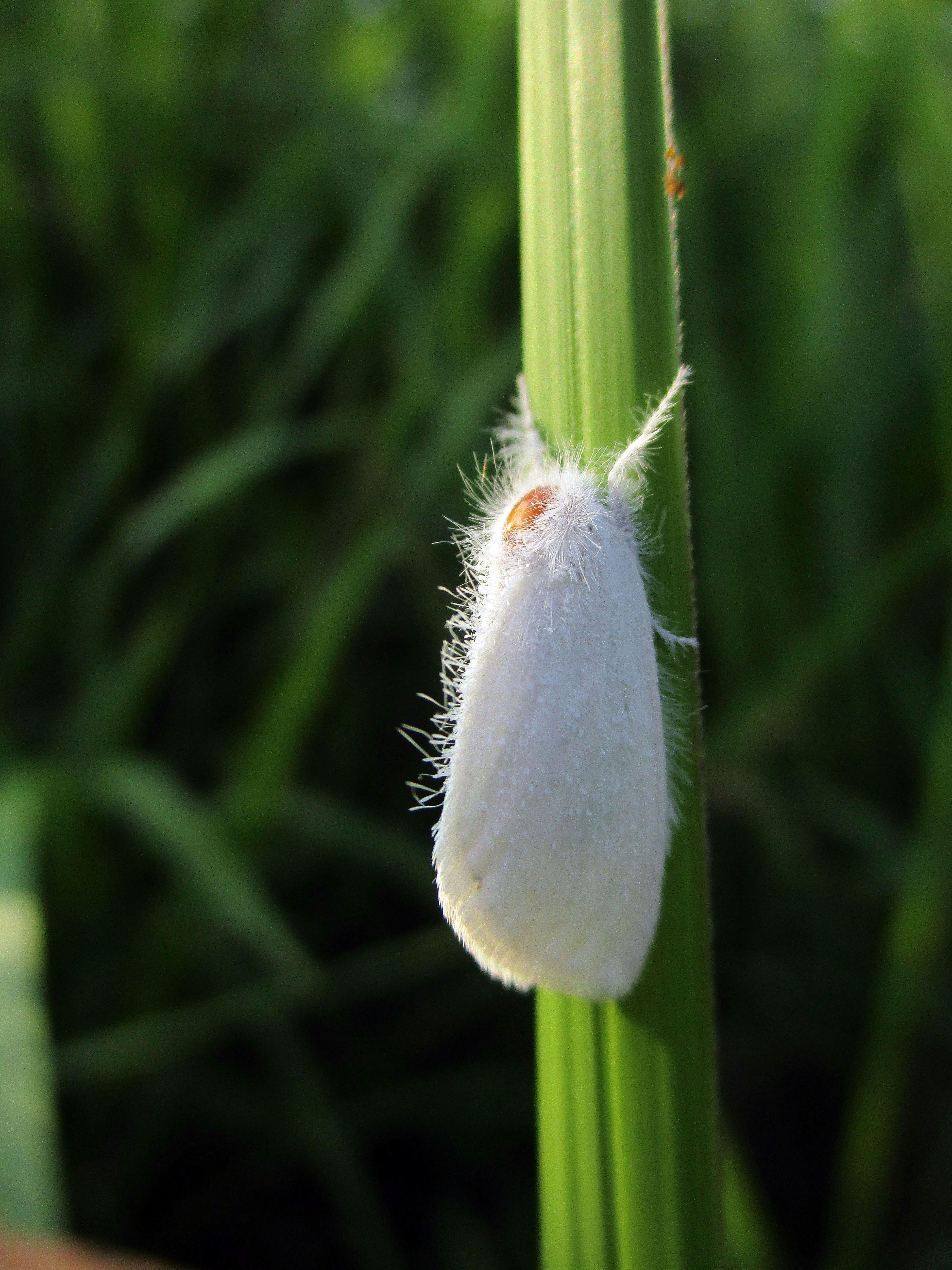 Close-up photograph of a white fuzzy scale insect on a green blade of grass. The shallow depth of field isolates the insect against a soft, green background.