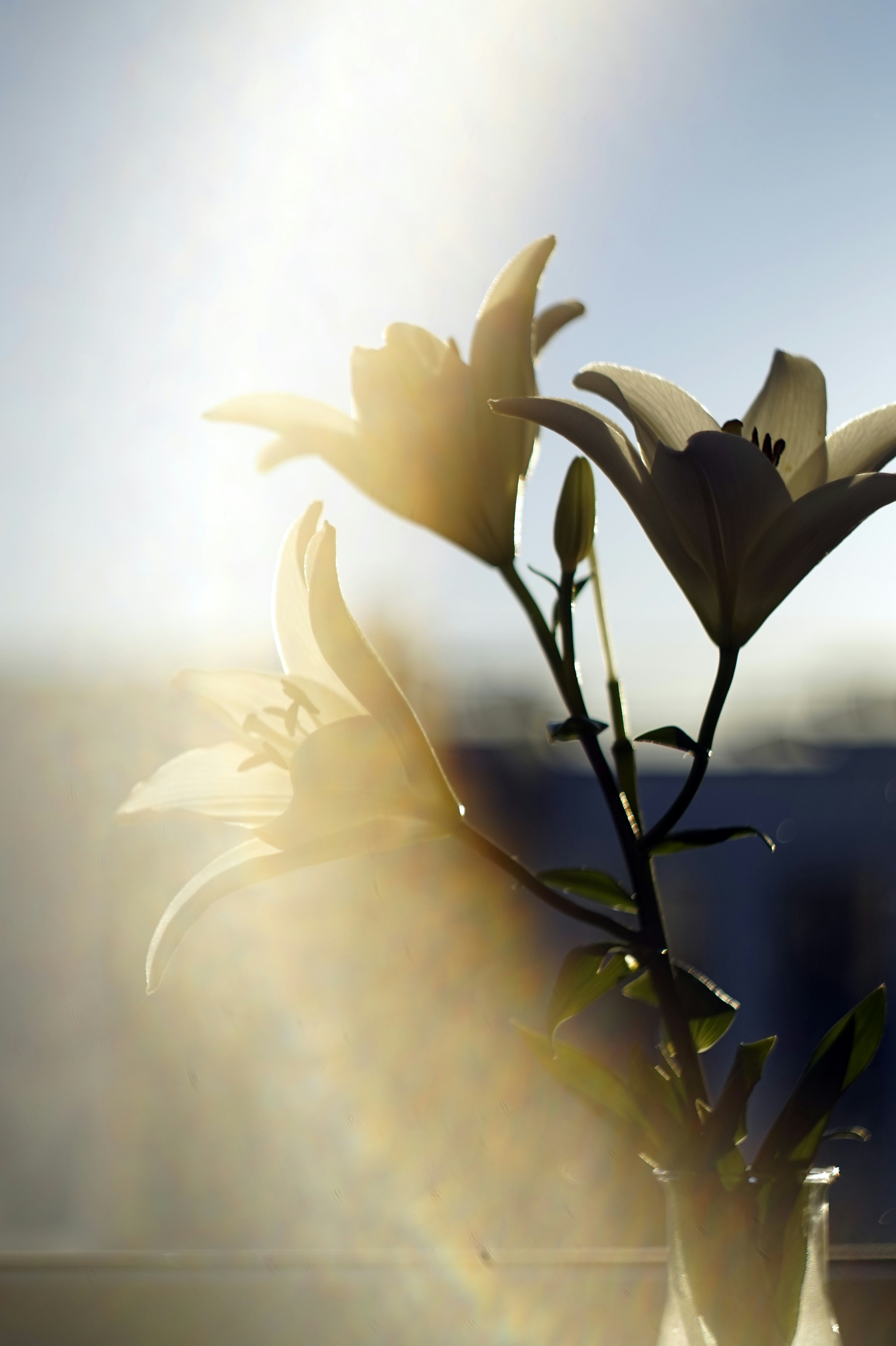 Foto Un jarrón con flores – Imagen Luz de sol gratis en Unsplash