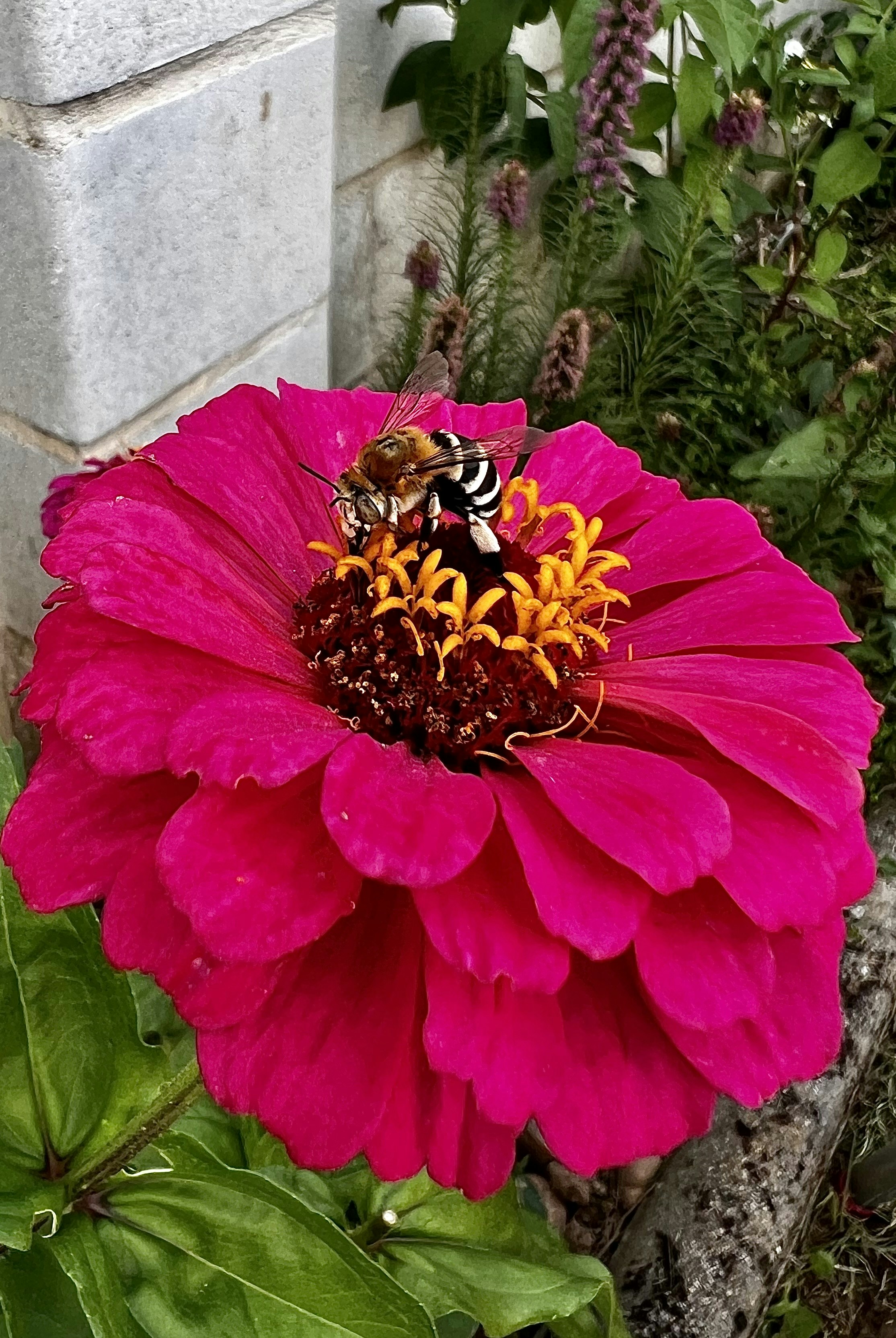 a bee on a flower
