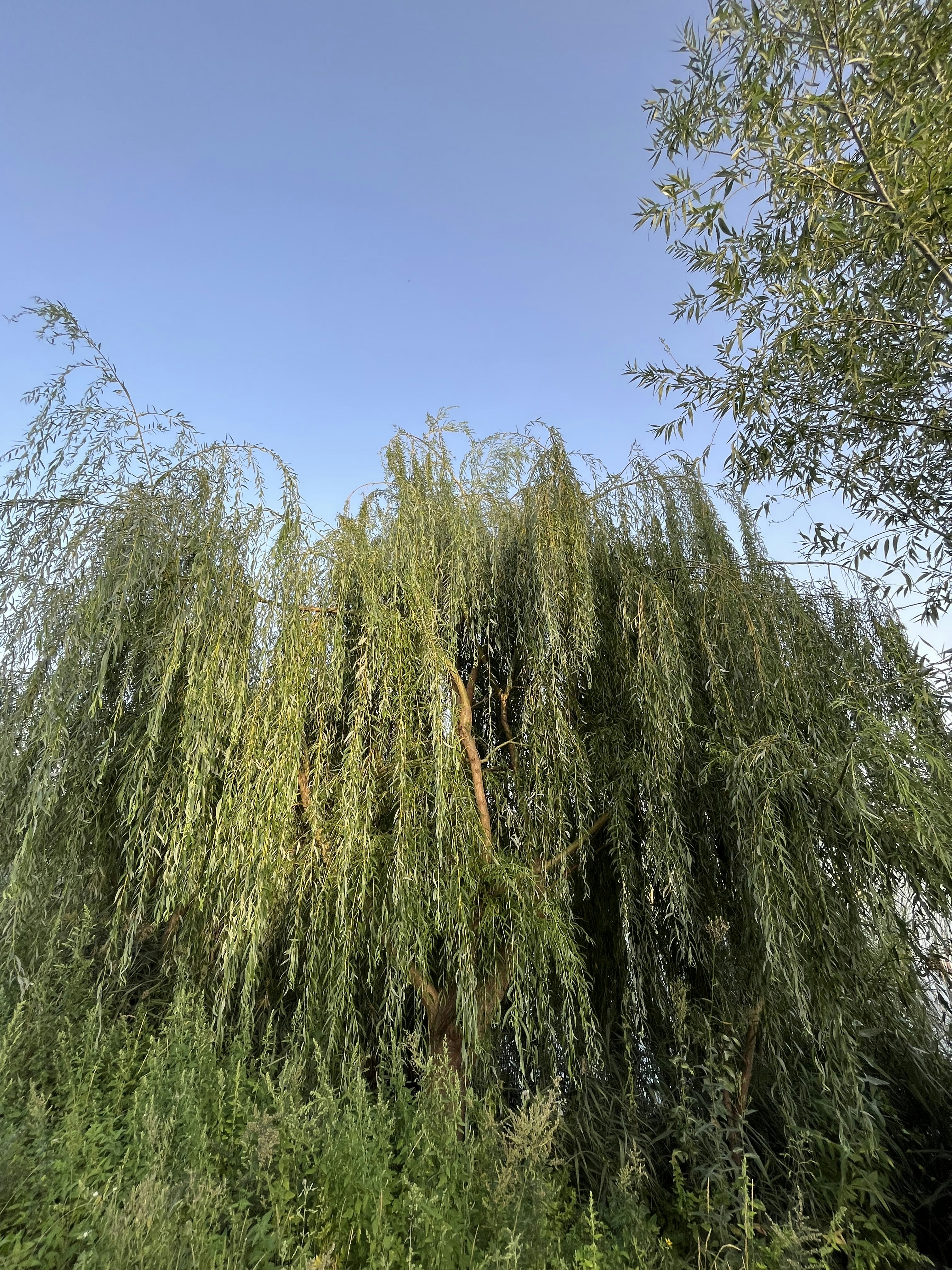 Willow tree near the river.