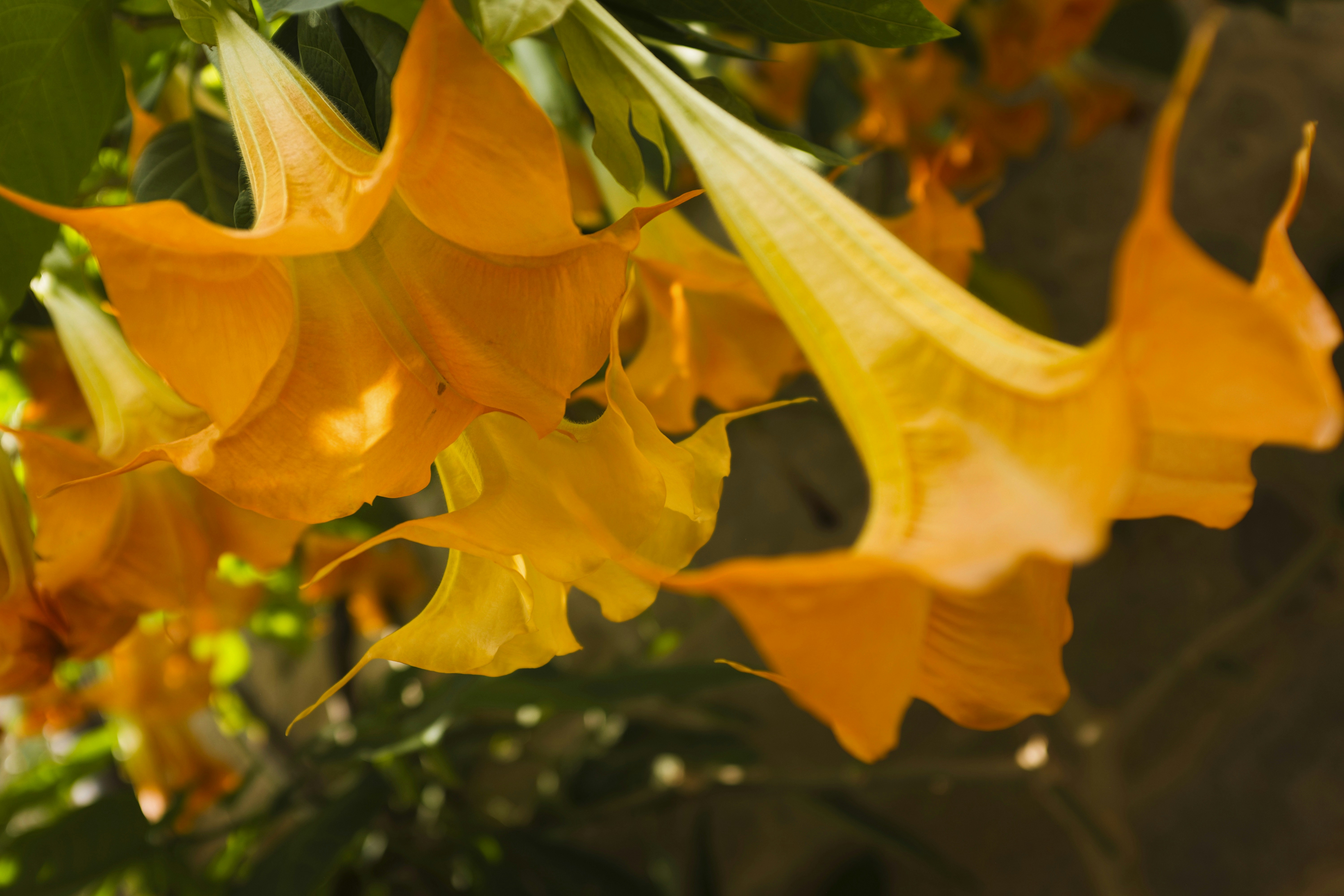 Sunlit Datura: a cascade of amber trumpets against a shadowed garden