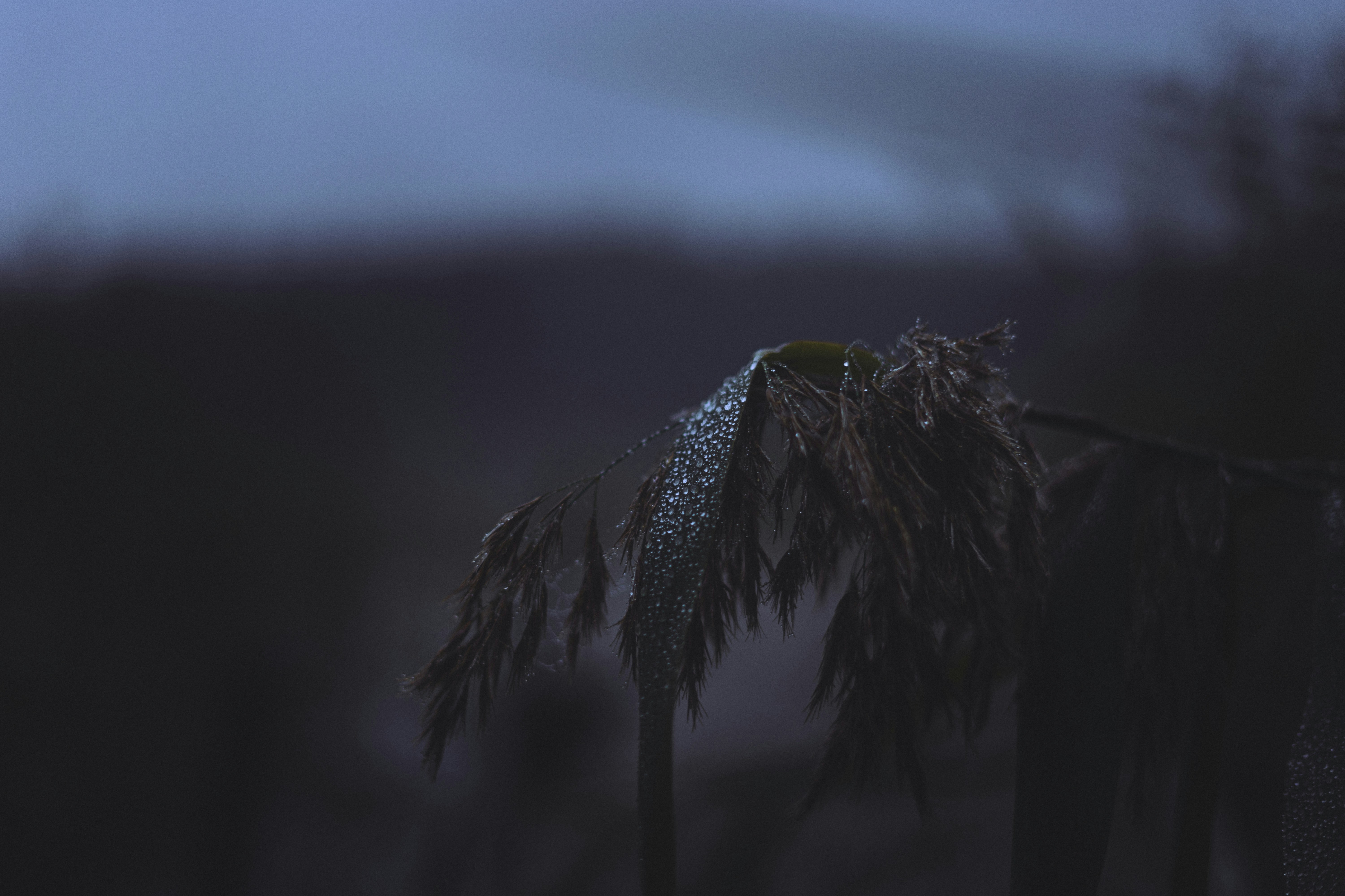 a close-up of a leaf