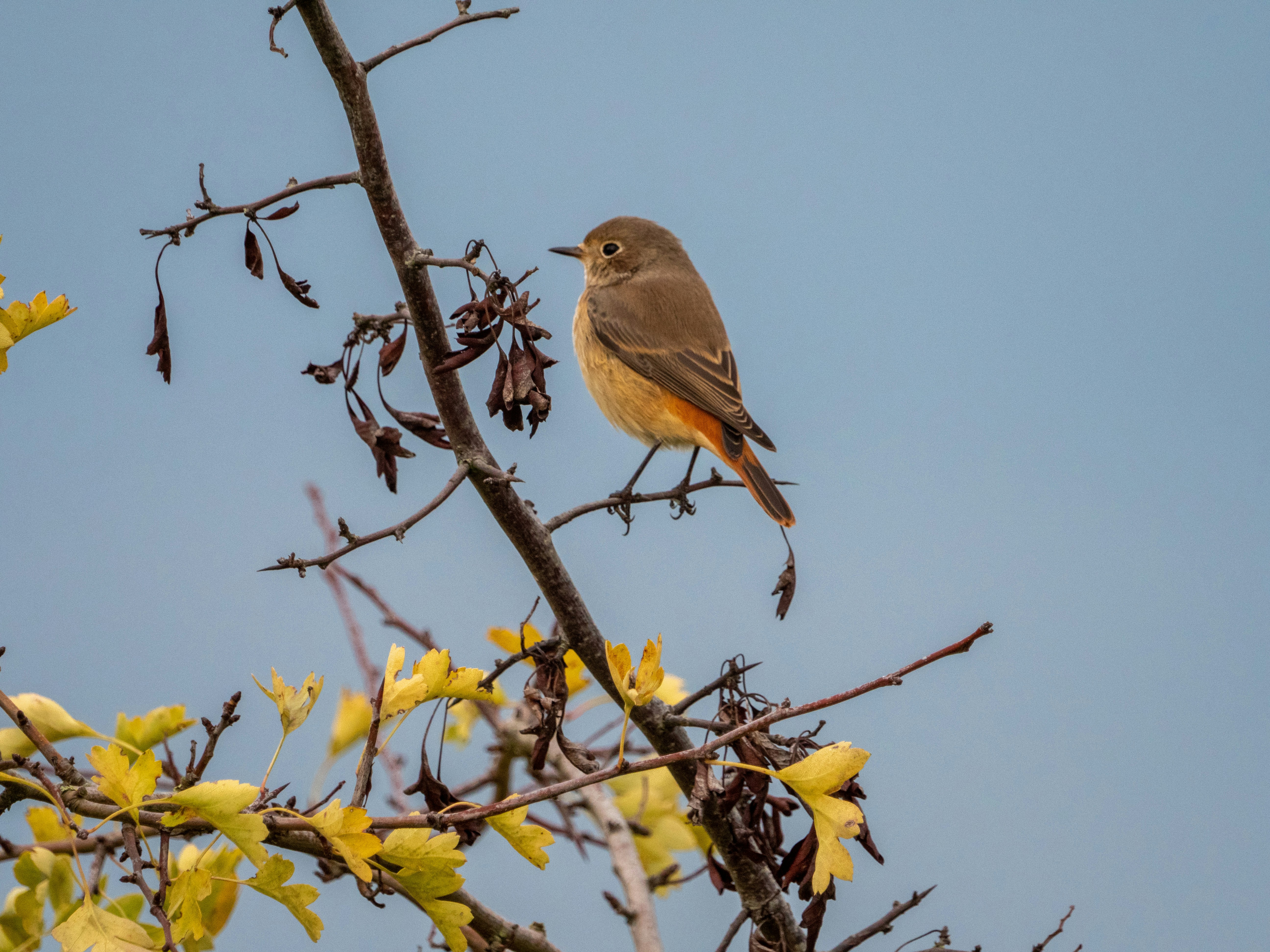 A bird sitting on a branch photo – Free Stodmarsh Image on Unsplash