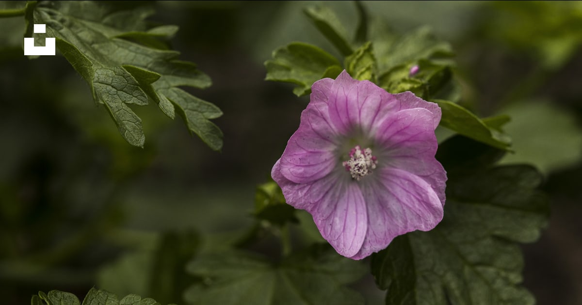 緑の葉に囲まれた紫色の花の写真 Unsplashの無料花写真